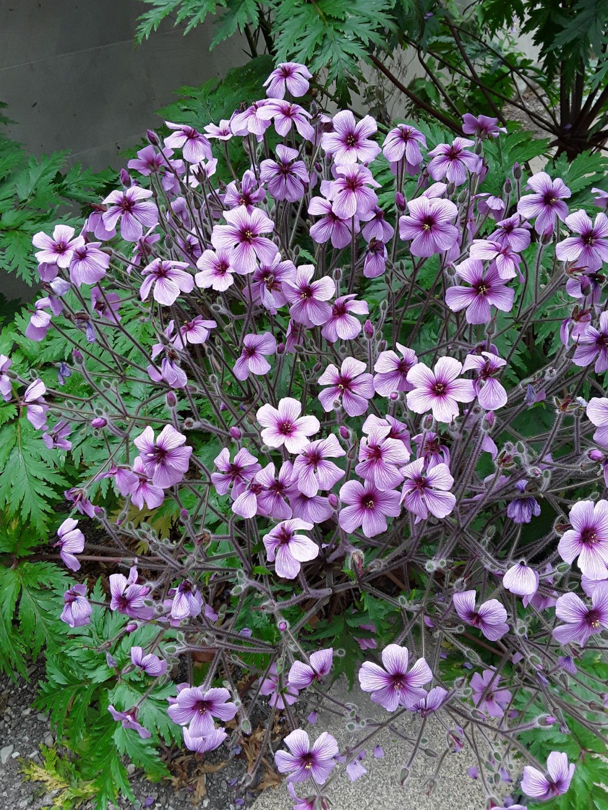Geranium maderense - y goesgoch fwyaf, giant herb robert | National ...