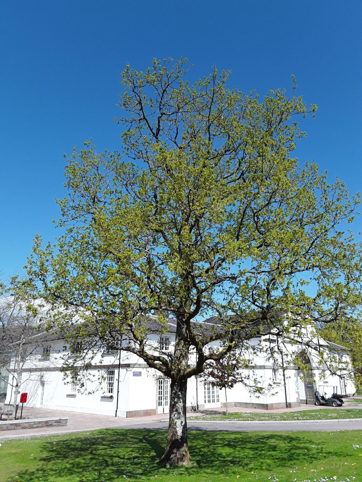 Quercus robur - derwen goesog, derwen mes coesynnog, common oak ...