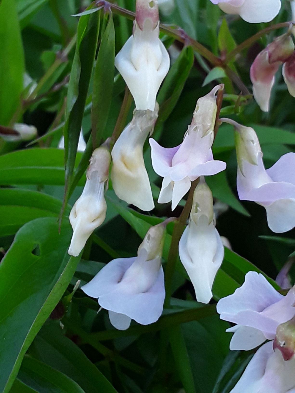 Lathyrus vernus 'Alboroseus' - spring pea | National Botanic Garden of ...