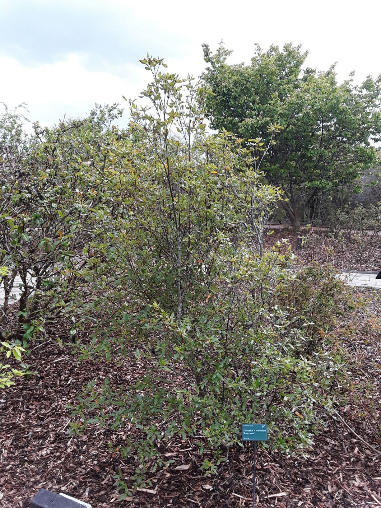 Eucryphia × intermedia 'Rostrevor' | National Botanic Garden of Wales ...