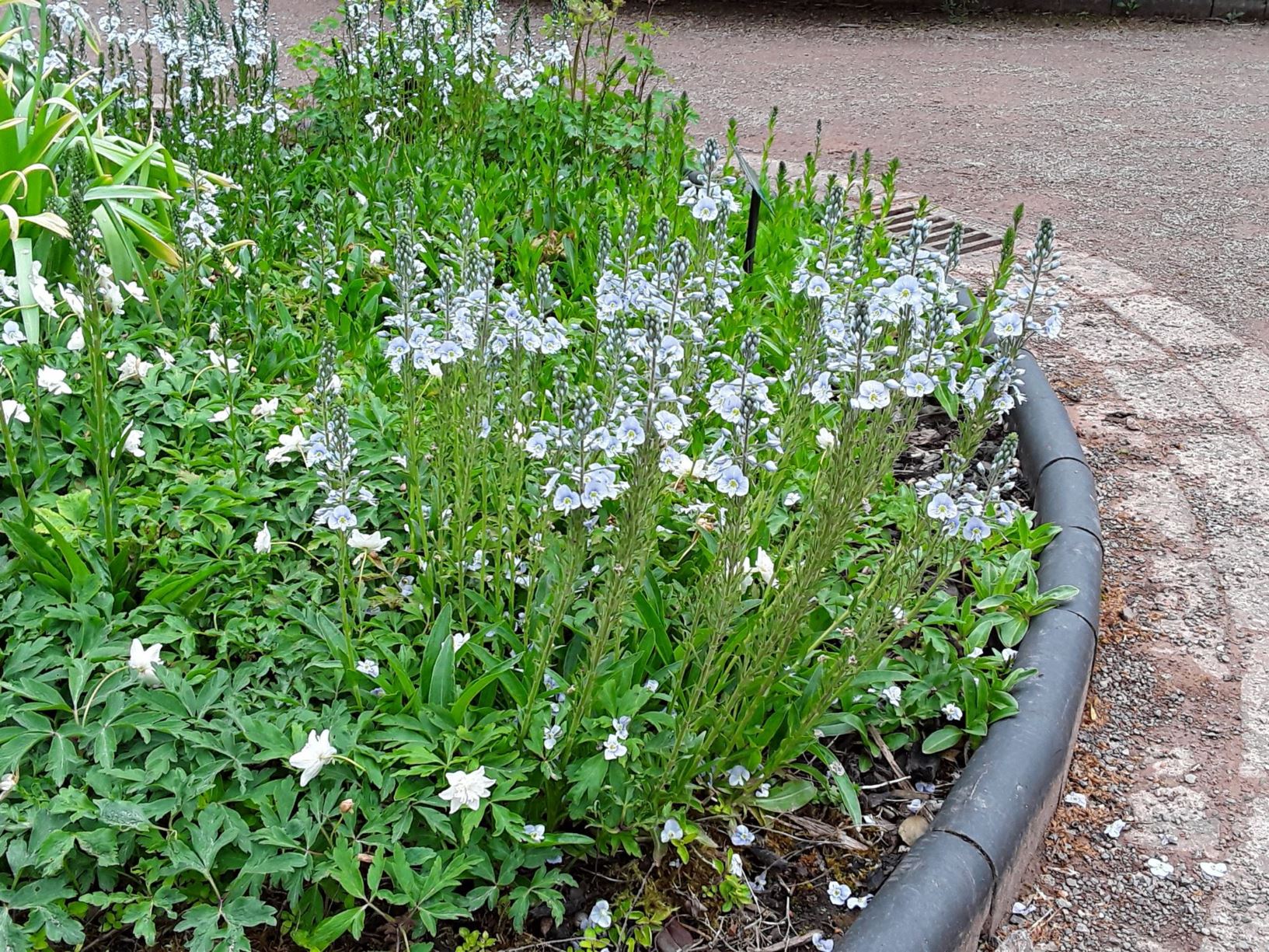 Veronica gentianoides 'Blue Streak' - gentian speedwell 'Blue Streak ...