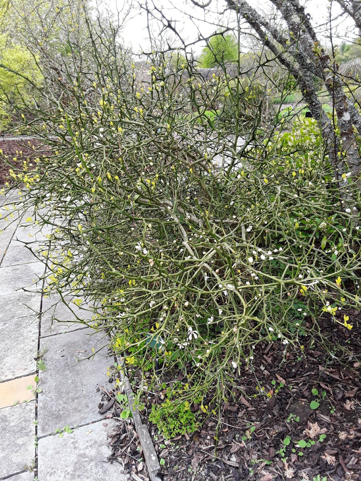 Citrus trifoliata - Japanese bitter orange, bitter orange, Chinese ...