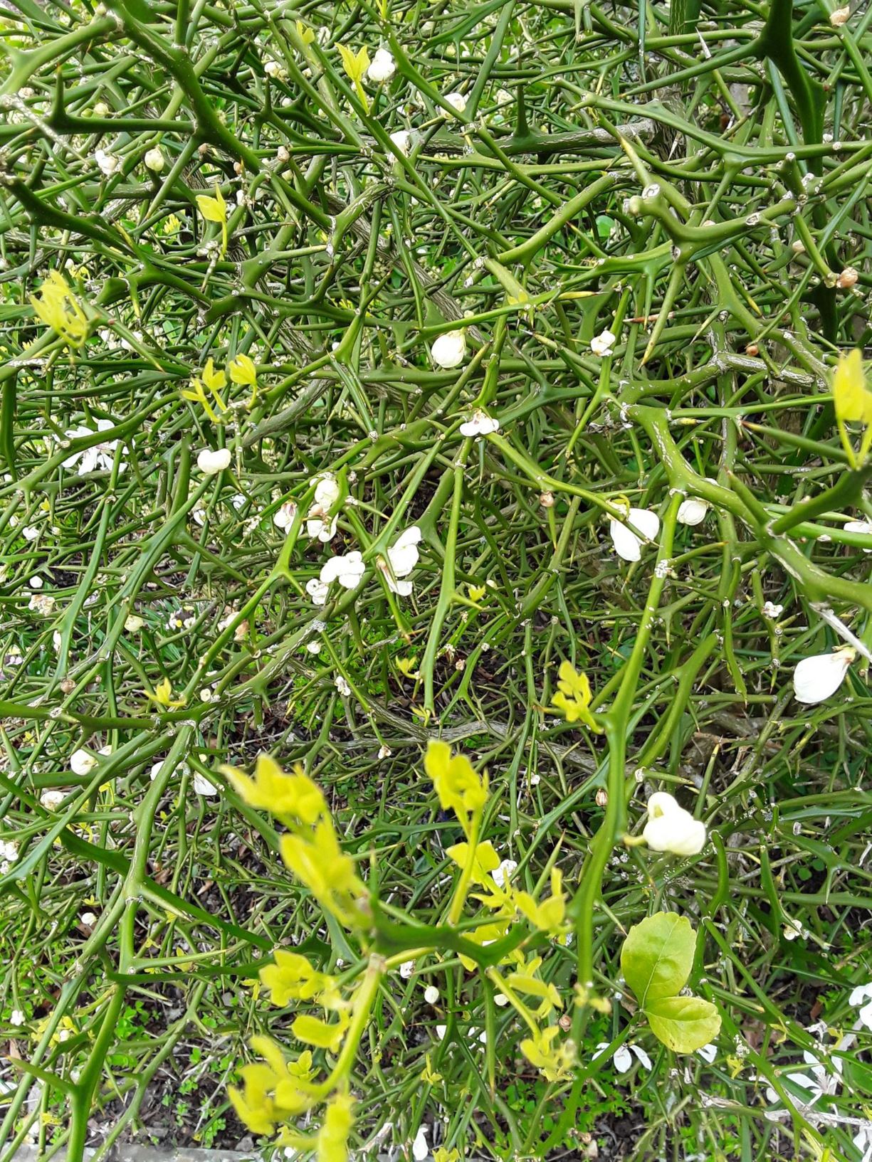 Citrus trifoliata - Japanese bitter orange, bitter orange, Chinese ...
