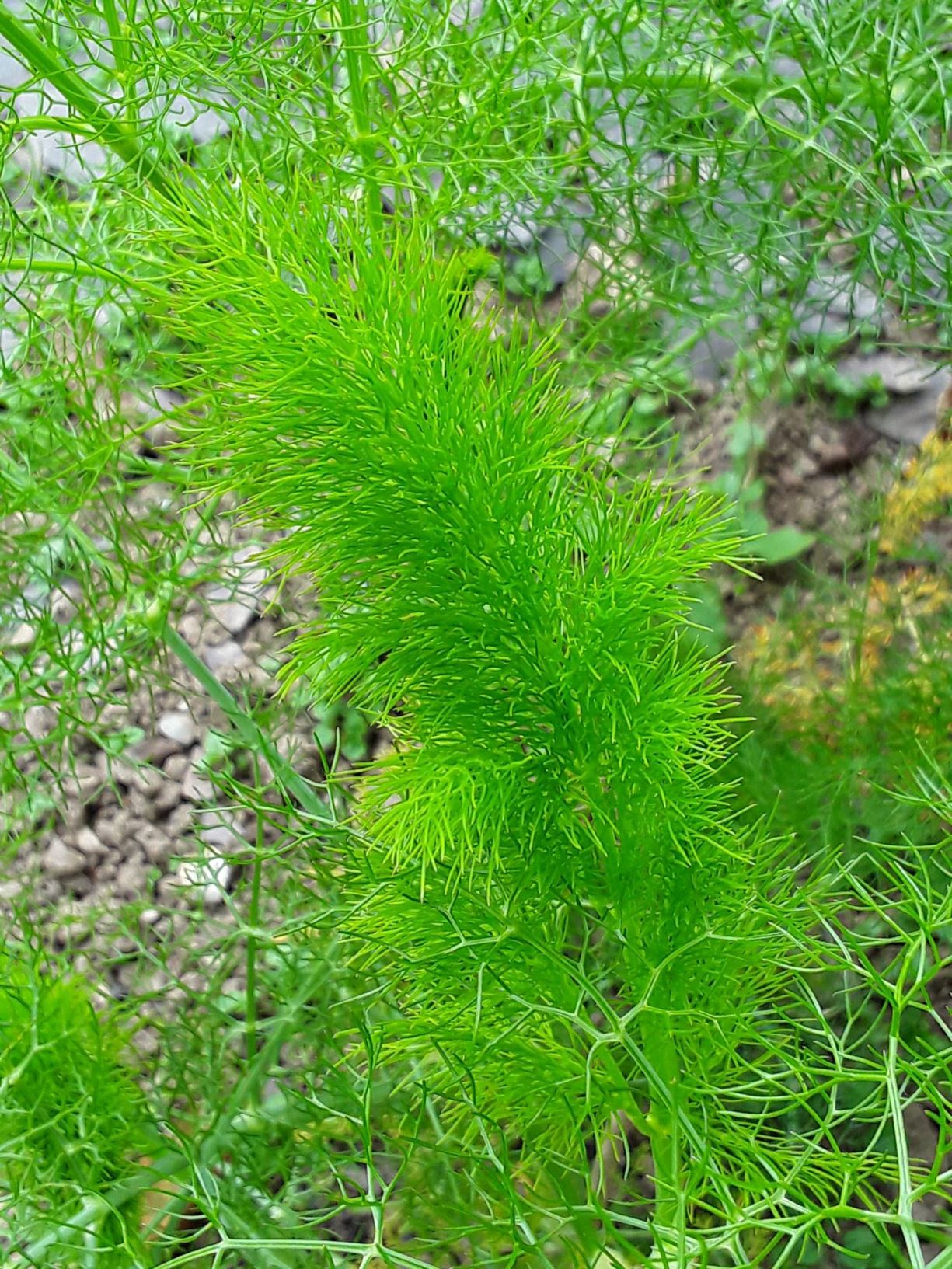 Foeniculum vulgare - ffenigl, fennel, Sabbath day posy | National ...