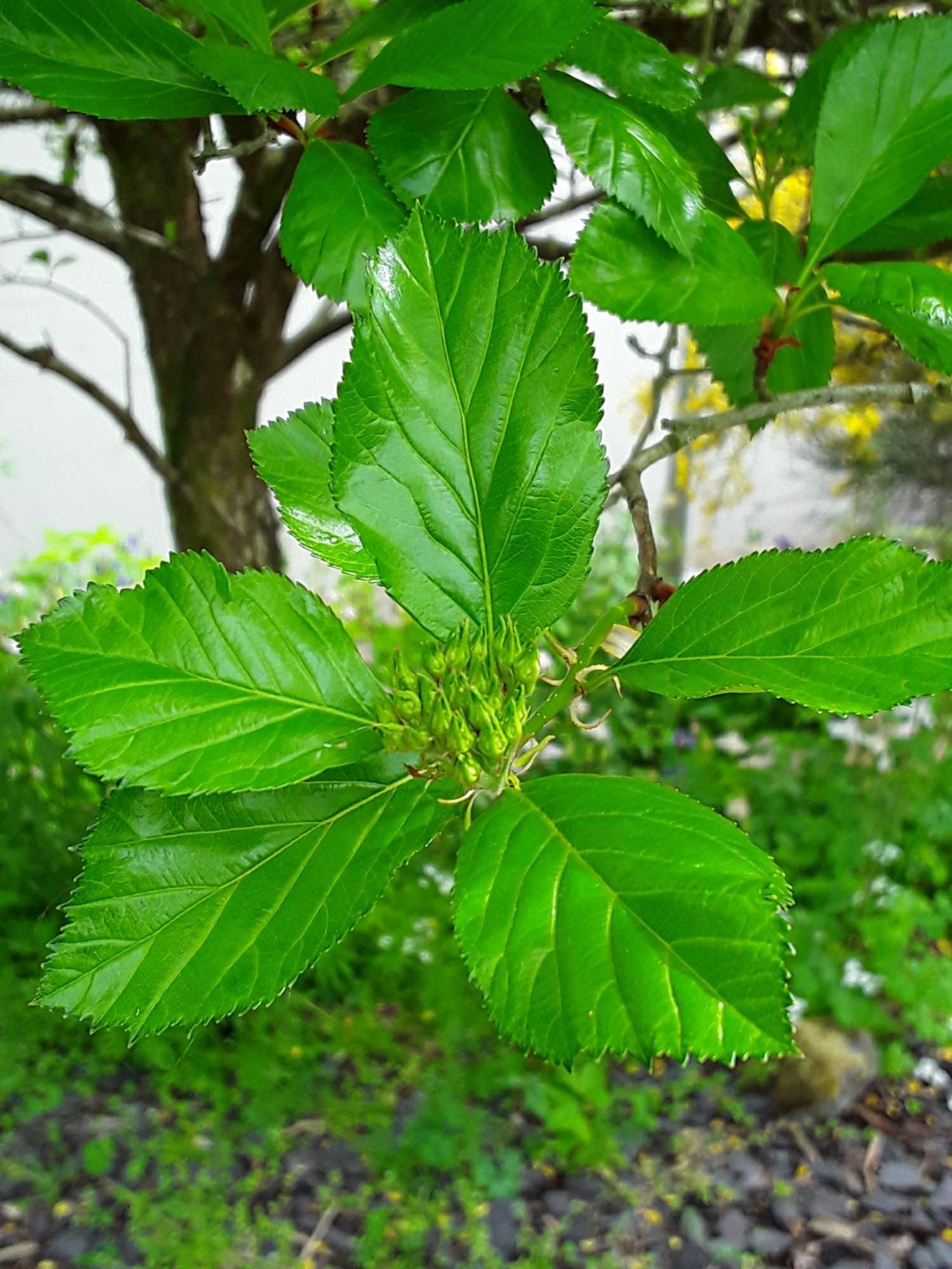 Crataegus persimilis 'Prunifolia Splendens' - draenen wen lydanddail ...