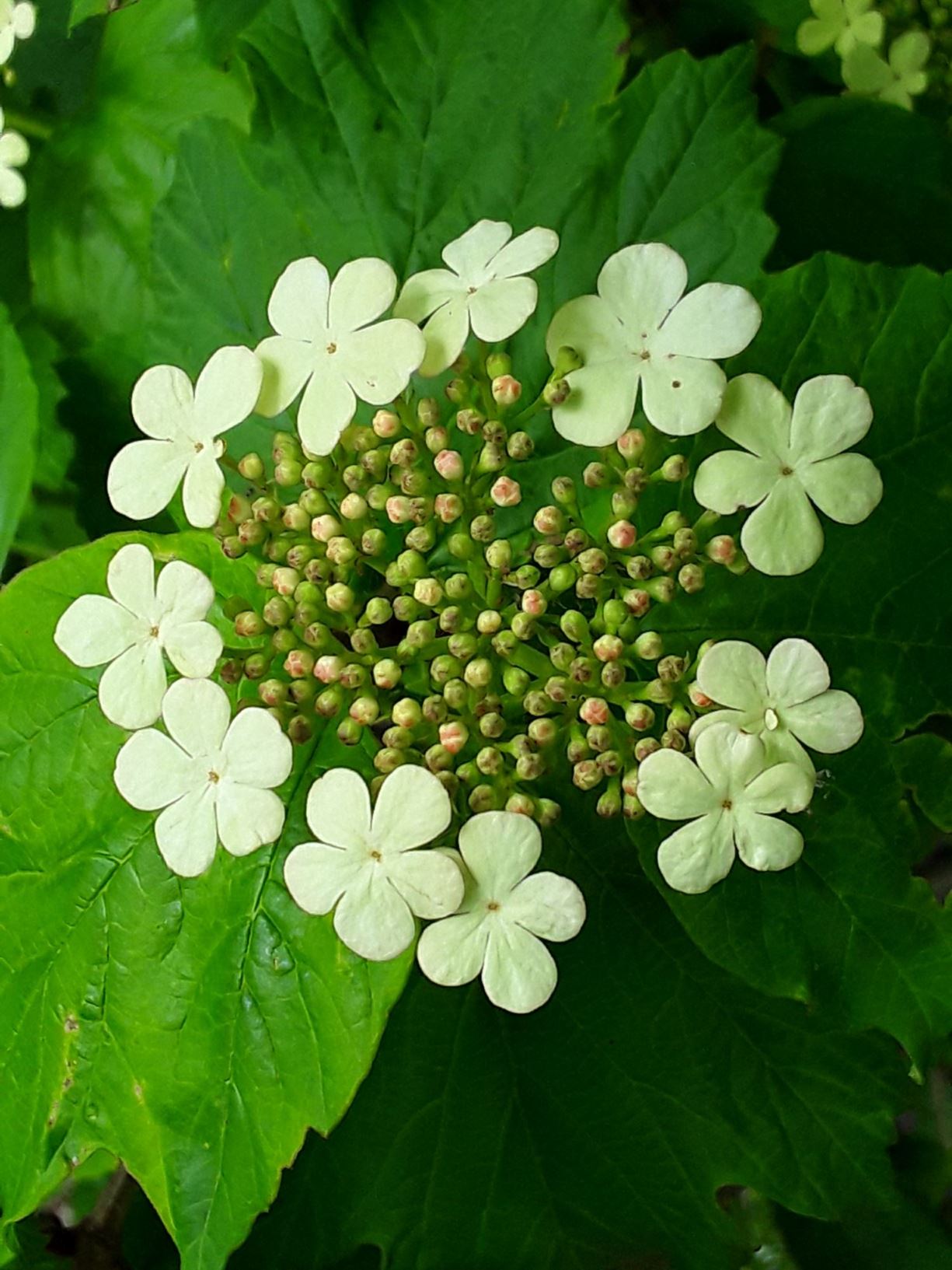 Viburnum opulus - gwifwrnwydden y gors, corswigen, guelder rose ...
