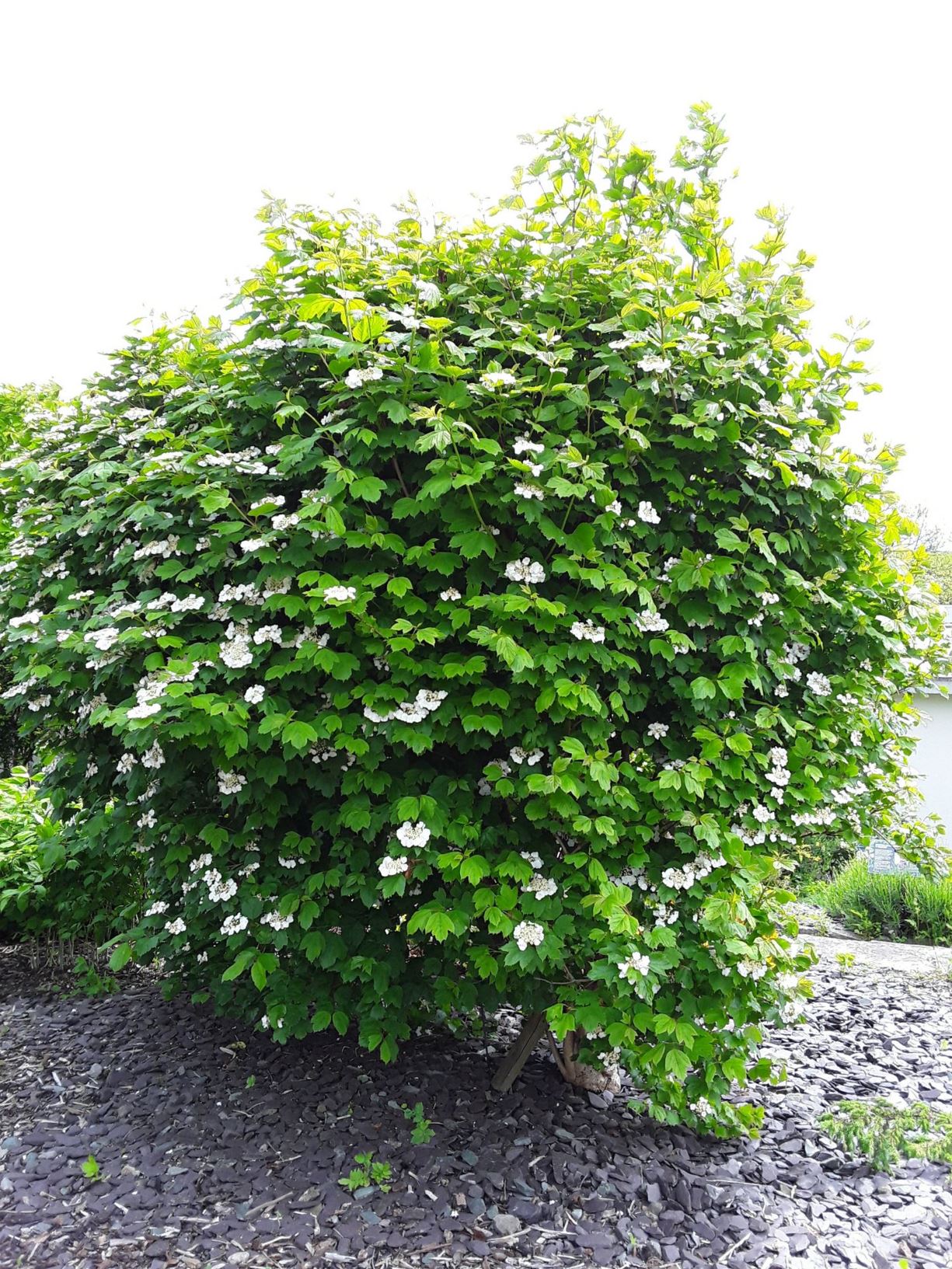 Viburnum opulus - gwifwrnwydden y gors, corswigen, guelder rose ...