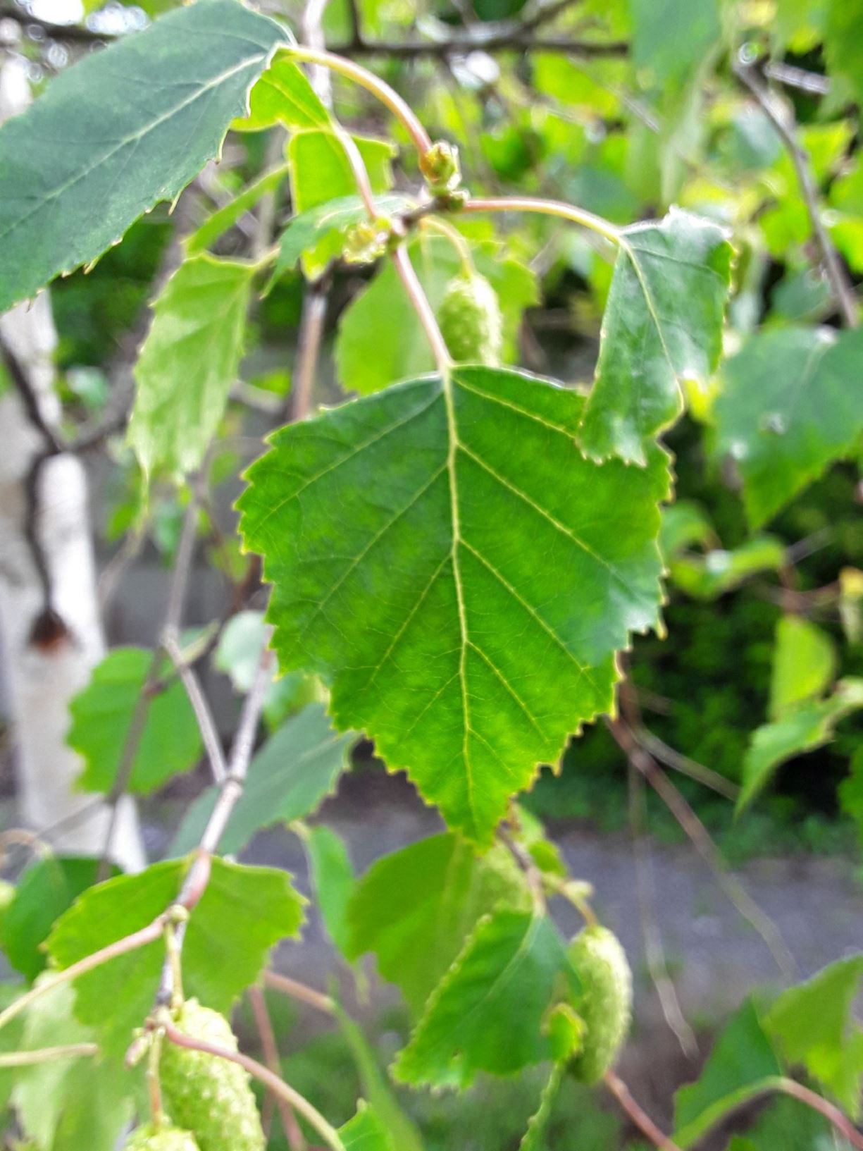 Betula pendula - bedwen arian, silver birch, bed wen, birk tree, common ...