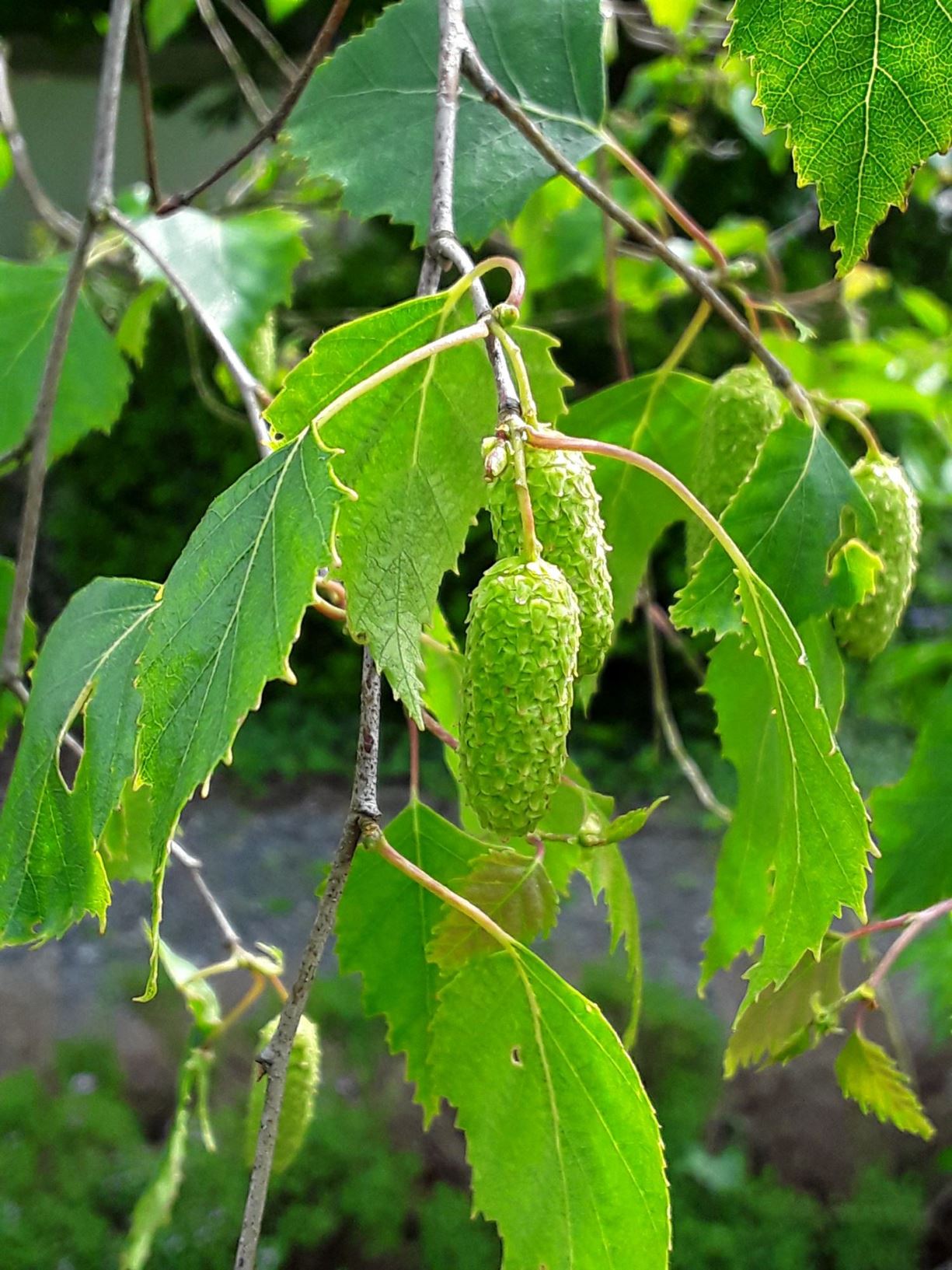 Betula pendula - bedwen arian, silver birch, bed wen, birk tree, common ...