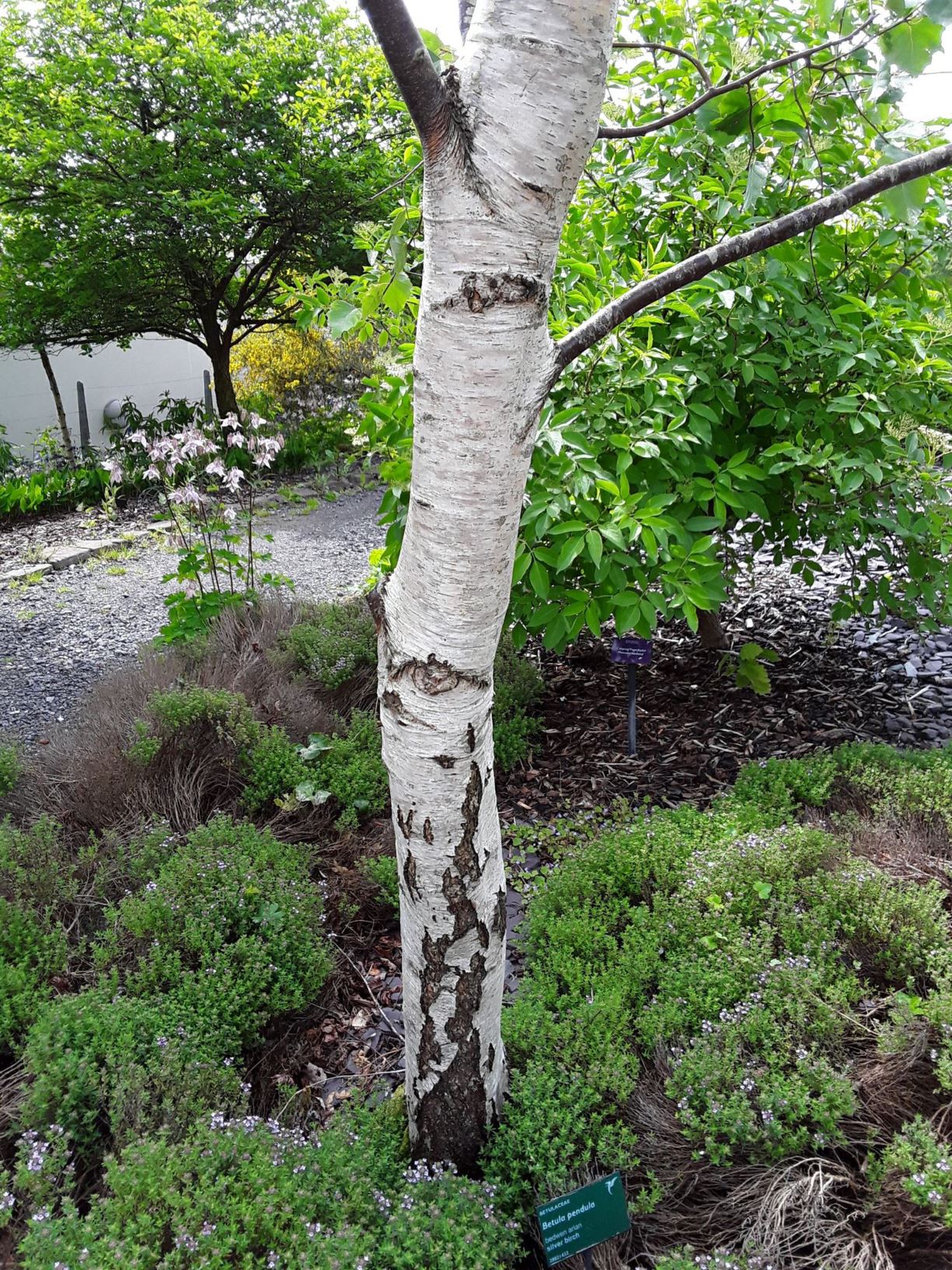 Betula pendula - bedwen arian, silver birch, bed wen, birk tree, common ...