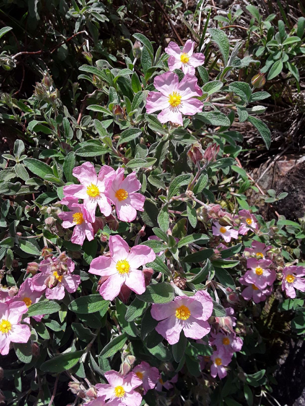 Cistus × lenis 'Grayswood Pink' - rock rose 'Grayswood Pink' | National ...