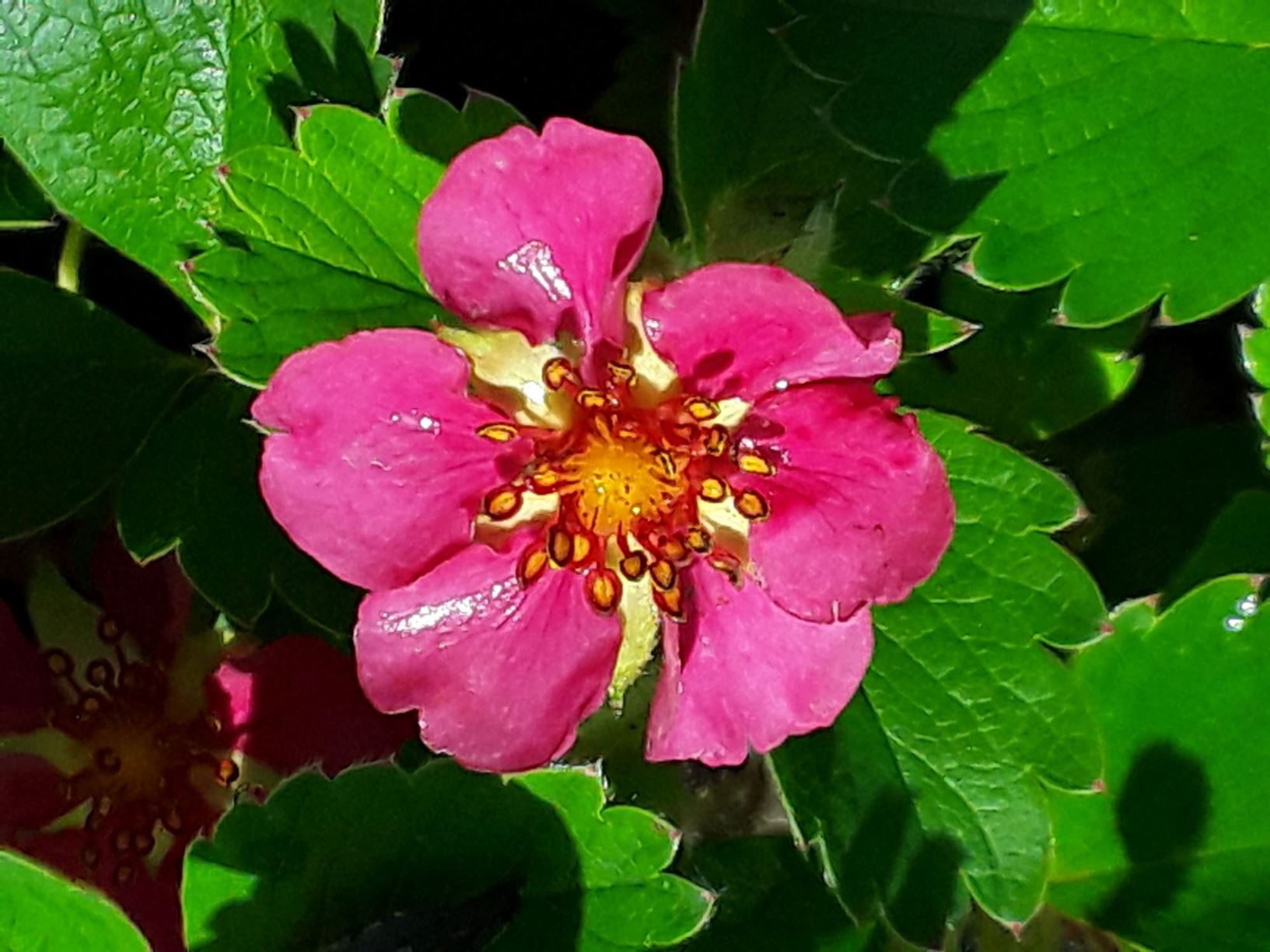 Fragaria × ananassa 'Samba' - llwyn mefus y gerddi, strawberry ...