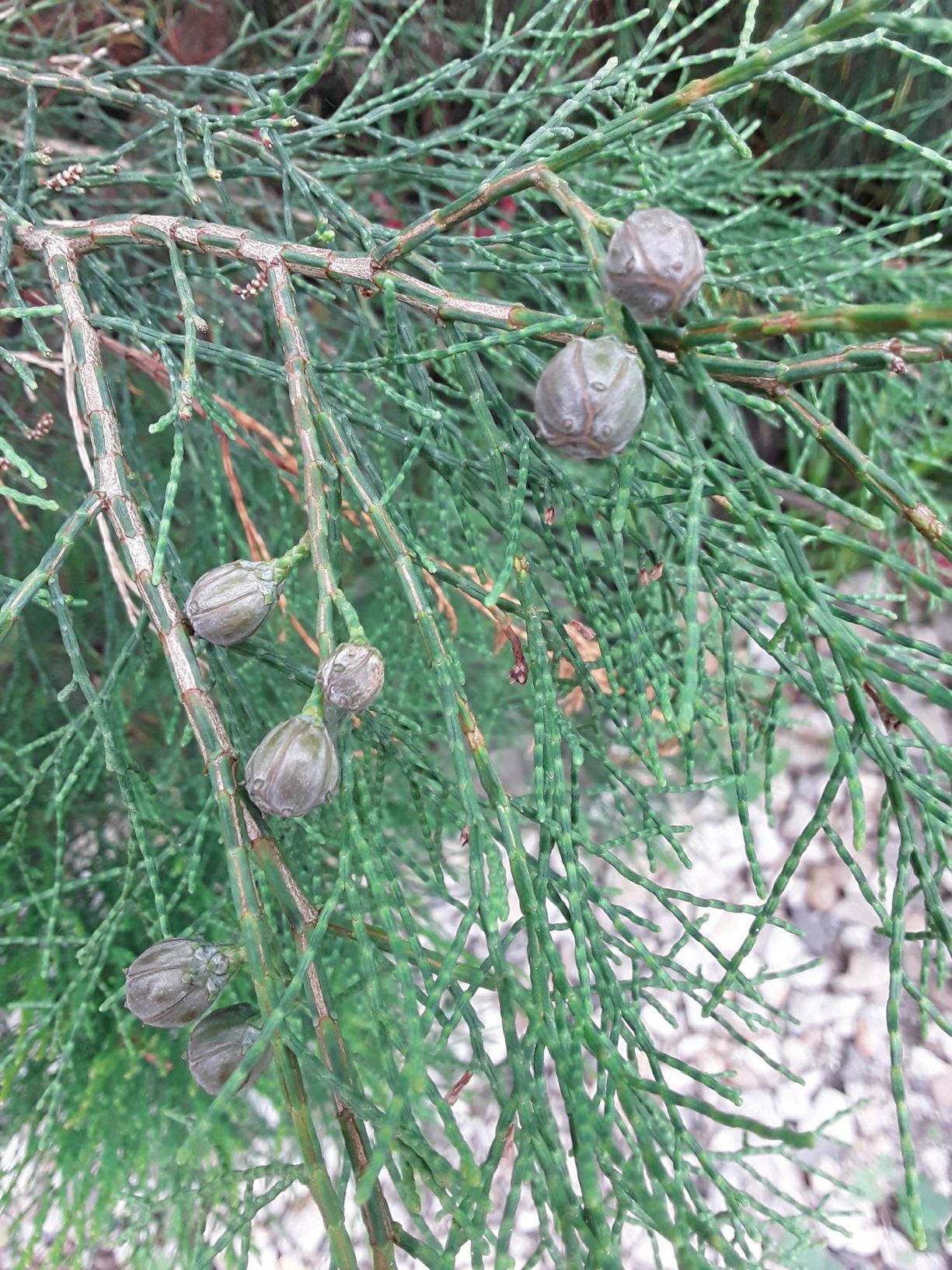 Callitris drummondii - Drummond's cypress pine | National Botanic ...