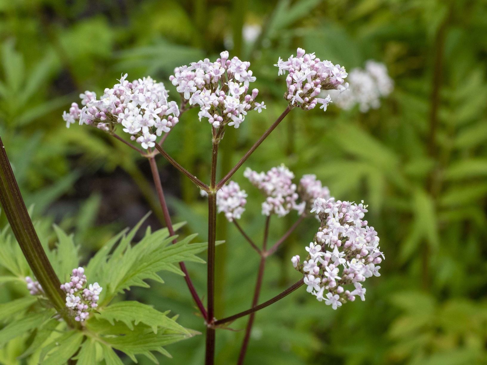 Valeriana officinalis - triaglog, valerian | National Botanic Garden of ...