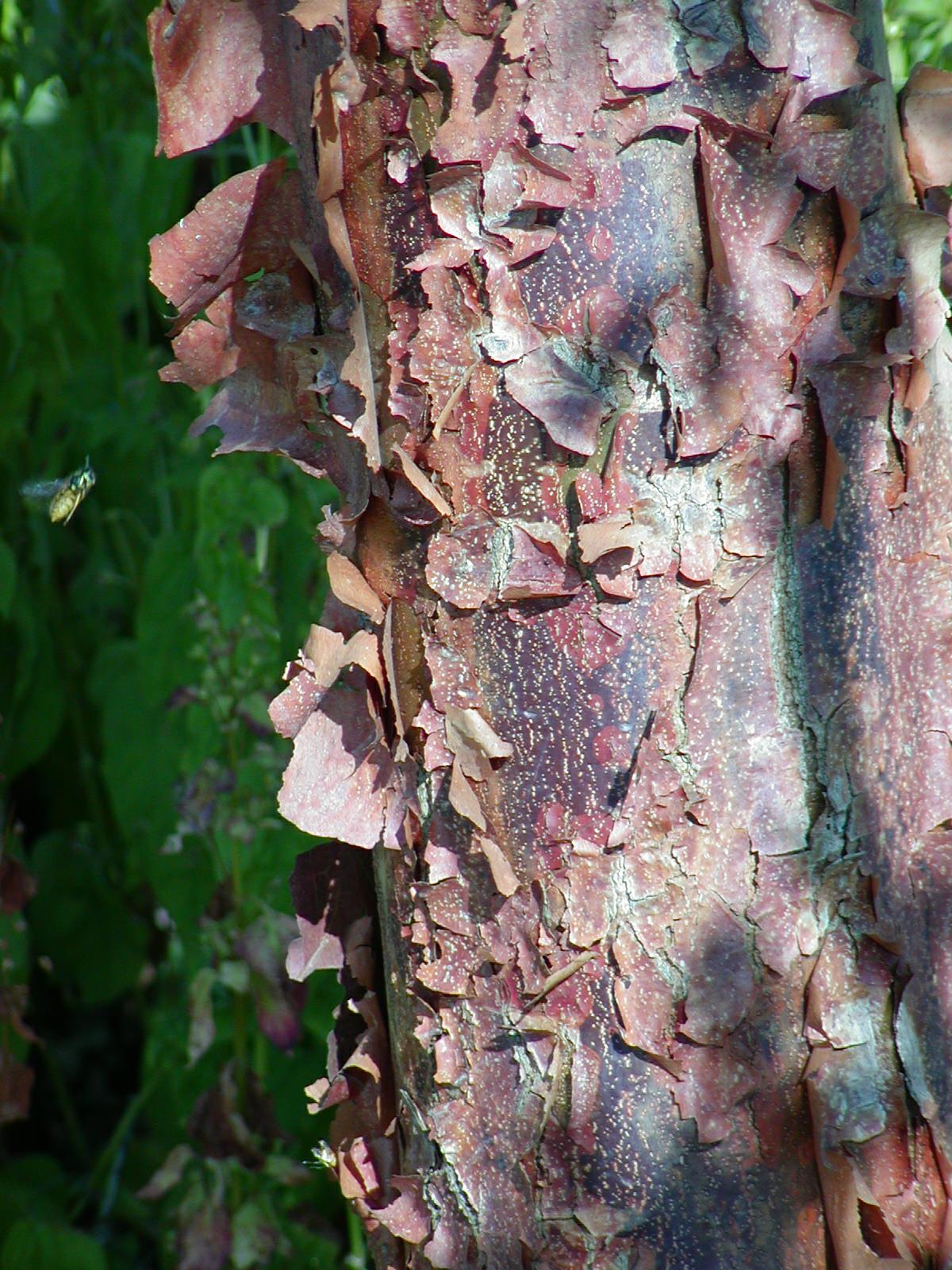 Acer griseum - masarnen, paperbark maple, Chinese paperbark maple ...