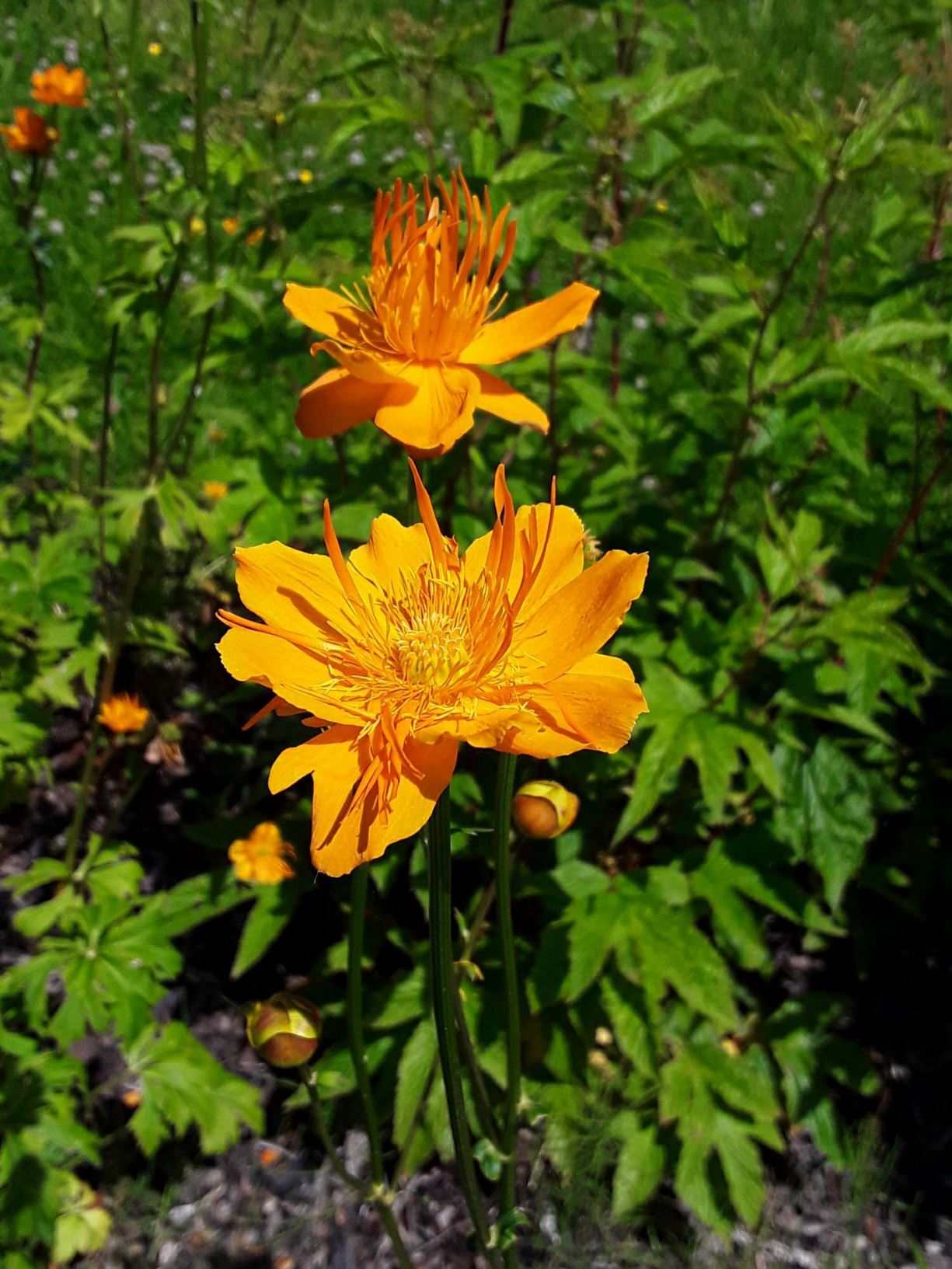 Trollius chinensis 'Golden Queen' - cronnell, globeflower 'Golden Queen ...
