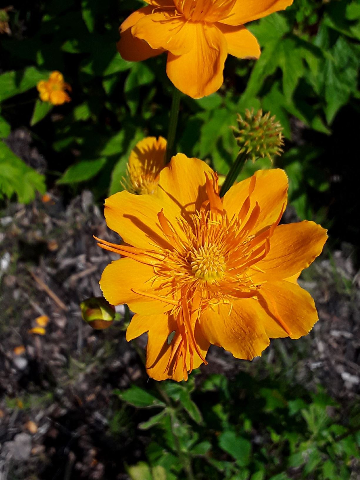 Trollius chinensis 'Golden Queen' - cronnell, globeflower 'Golden Queen ...