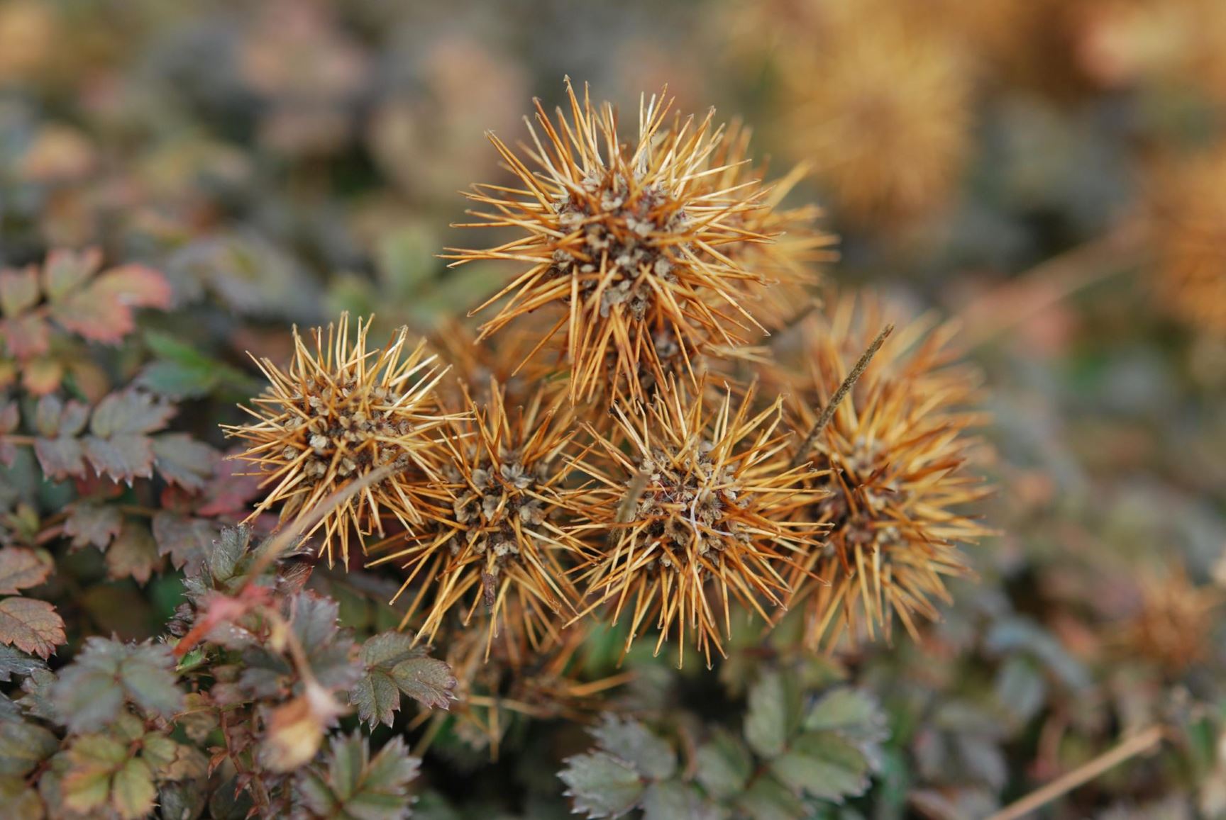 Acaena microphylla 'Kupferteppich' - New Zealand bur 'Kupferteppich ...