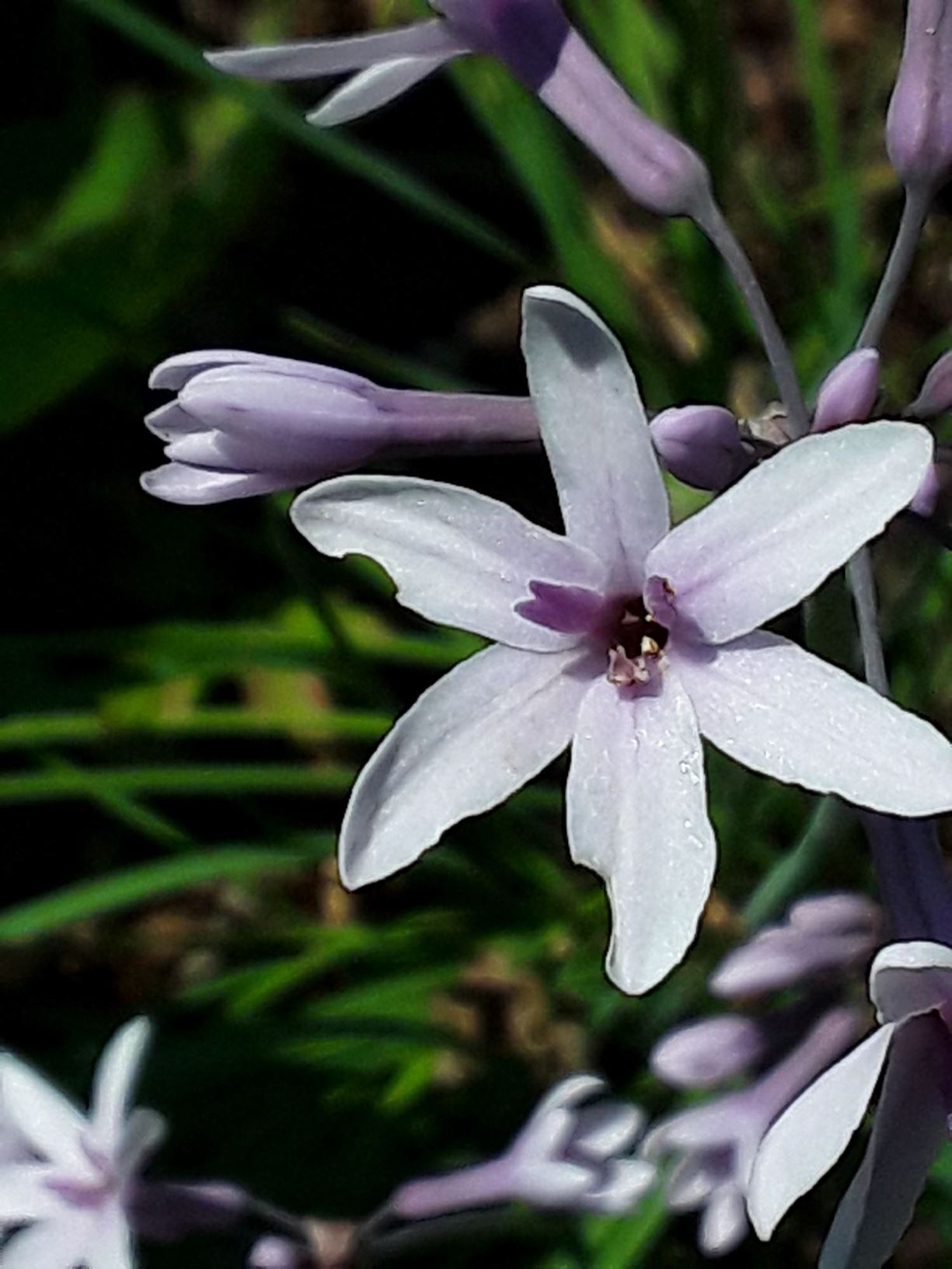 Tulbaghia 'Purple Eye' - society garlic 'Purple Eye' | National Botanic ...
