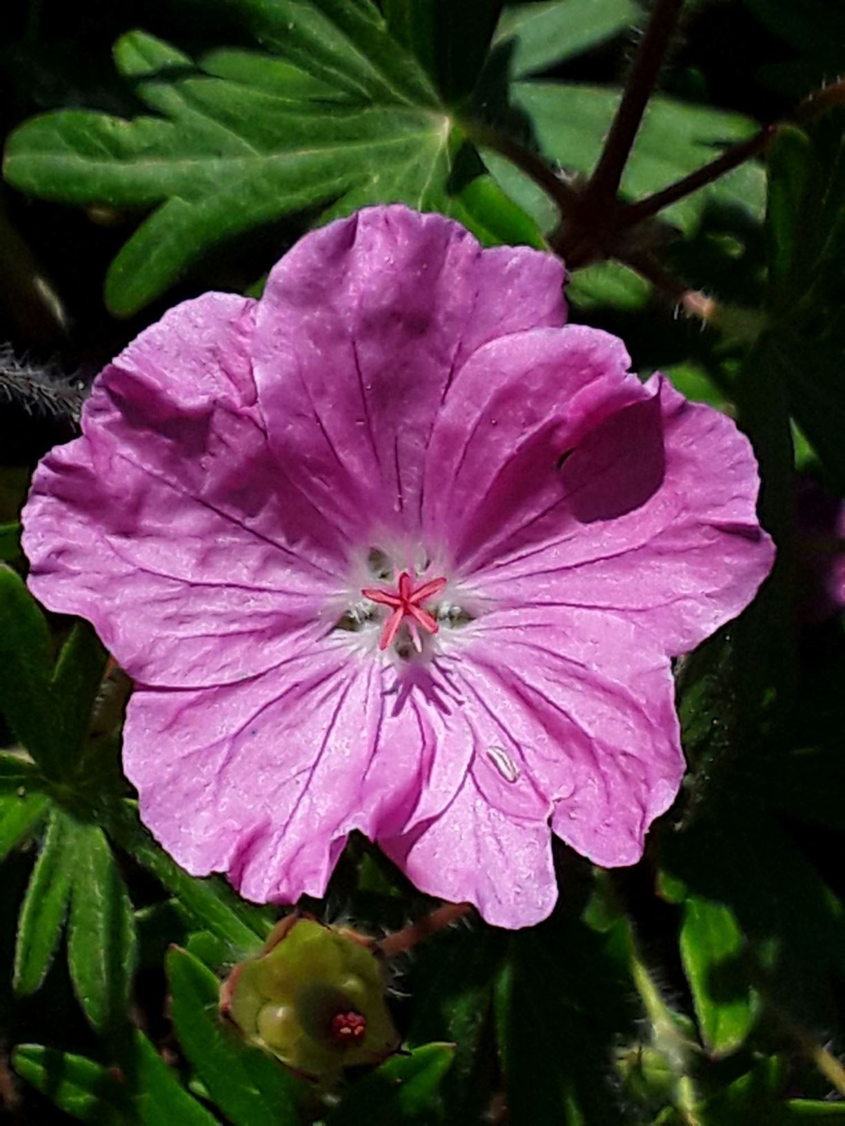 Geranium sanguineum 'Ankum's Pride' - pig-yr-aran ruddgoch, bloody ...