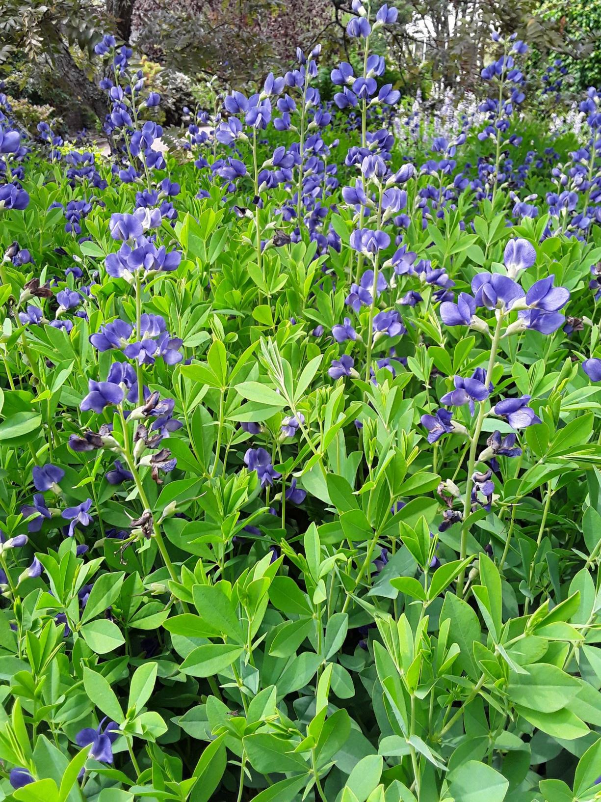 Baptisia australis - blue false indigo, bastard lupine, false indigo ...