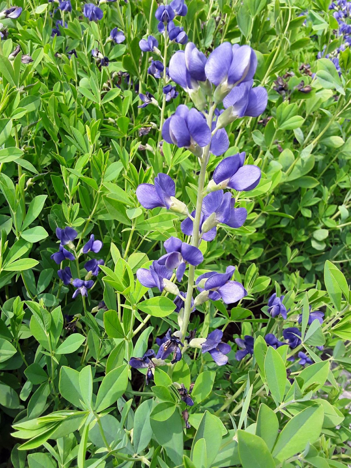 Baptisia australis - blue false indigo, bastard lupine, false indigo, false lupine, golden ...