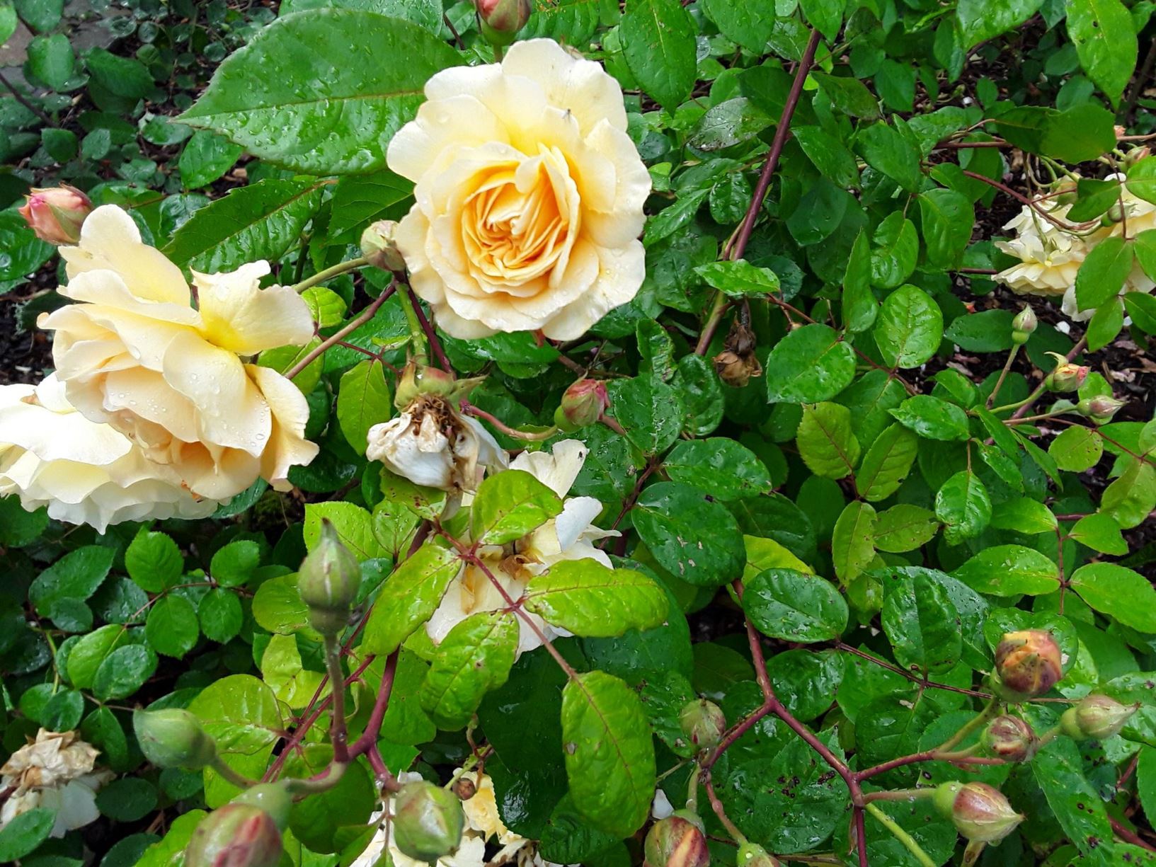 Rosa 'Buff Beauty' - rhosyn, rose | National Botanic Garden of Wales ...
