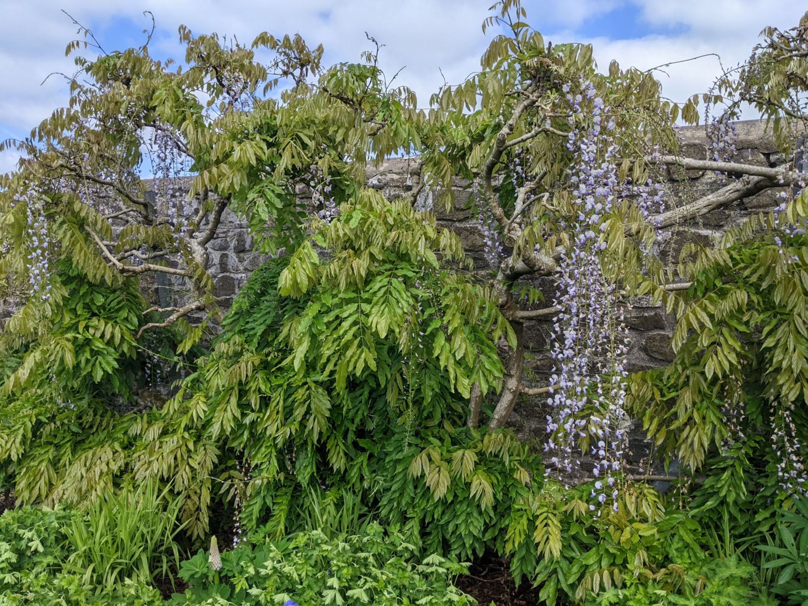 Wisteria floribunda f. multijuga 'Kyushaku' - Japanese wisteria ...