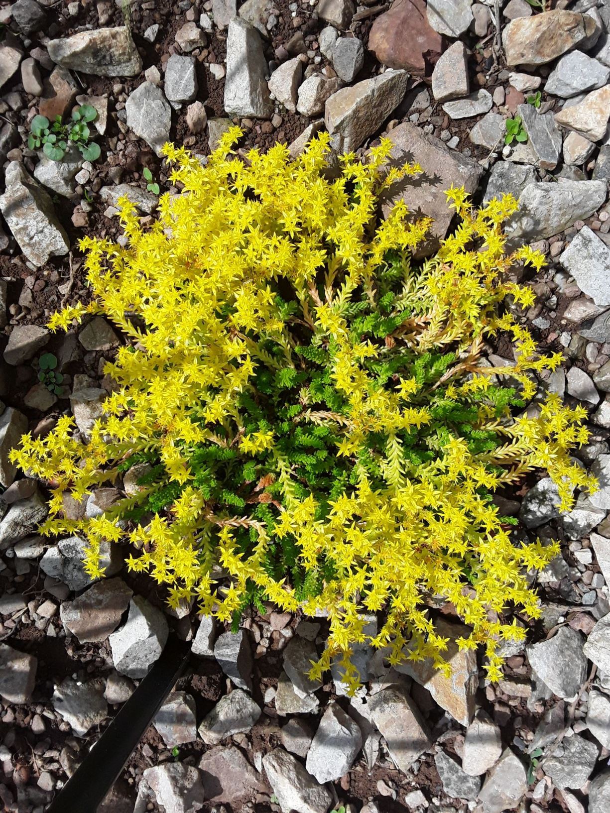 Sedum acre - briweg boeth, biting stonecrop, bird's bread, common ...