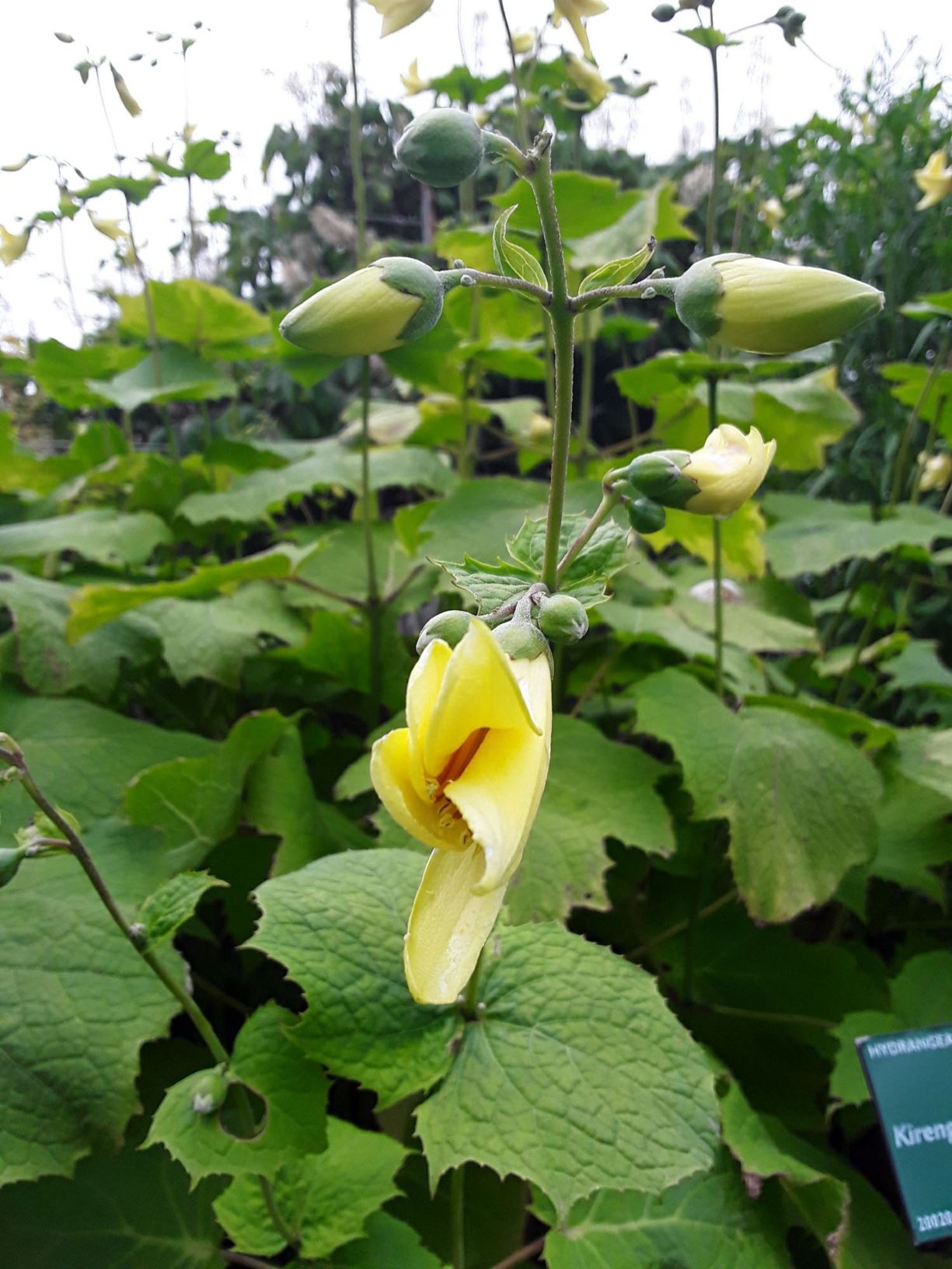 Kirengeshoma palmata - yellow wax-bells, palmate kirengeshoma ...