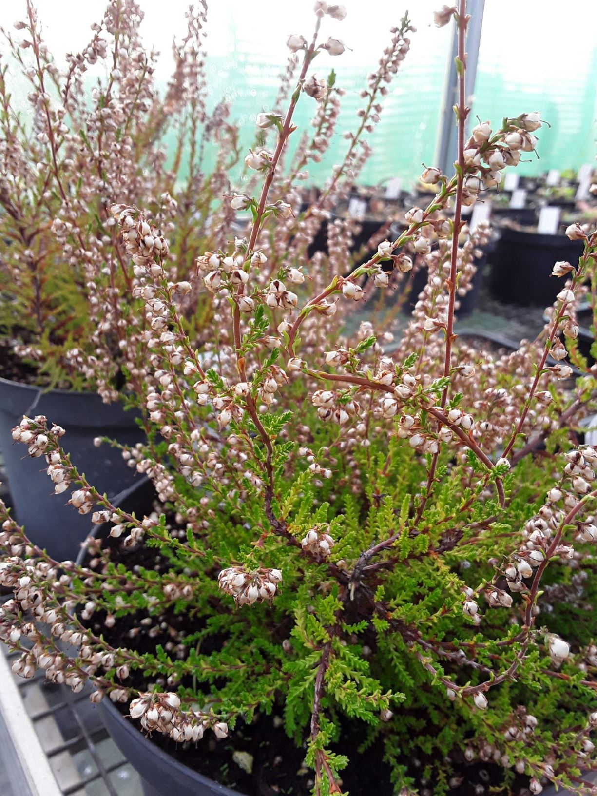 Calluna vulgaris - grug, heather, besom, Scotch heather, Scottish ...