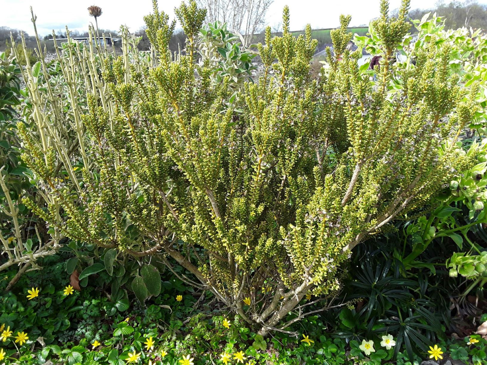 Olearia nummulariifolia - Sticky Daisy-bush | National Botanic Garden ...