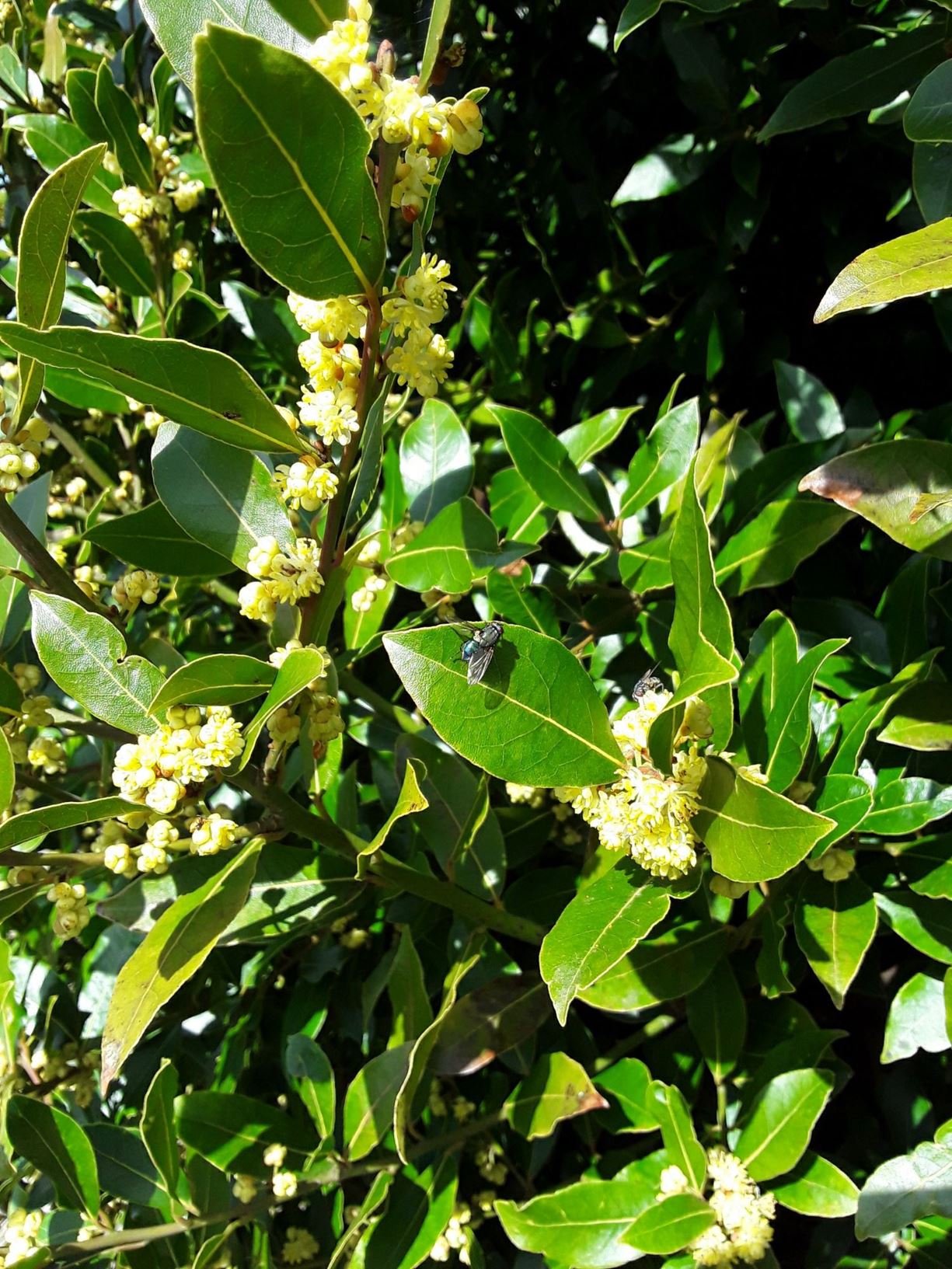 Laurus nobilis - Llawrwydden, Bay, Bay Laurel, Poet's Laurel, Roman ...