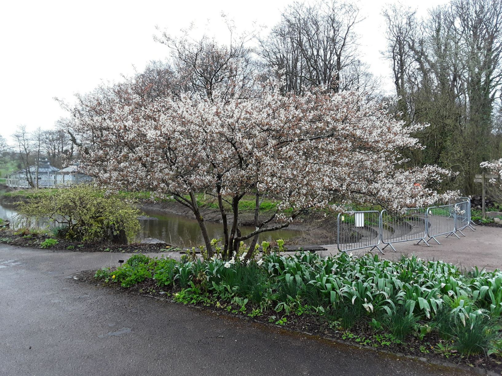 Amelanchier lamarckii - criafolen Mehefin, snowy mespilus, juneberry ...