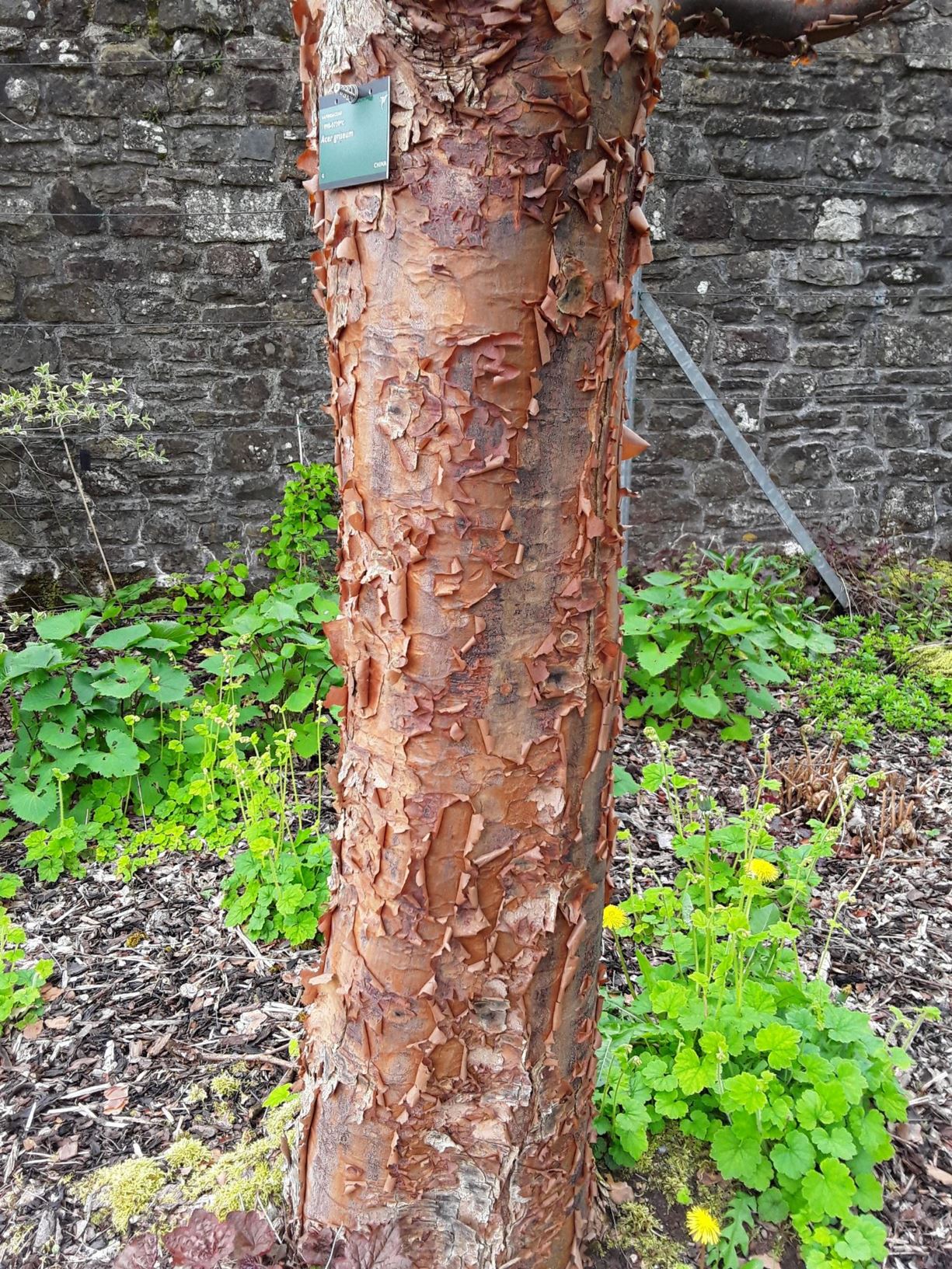 Acer griseum - masarnen, paperbark maple, Chinese paperbark maple ...