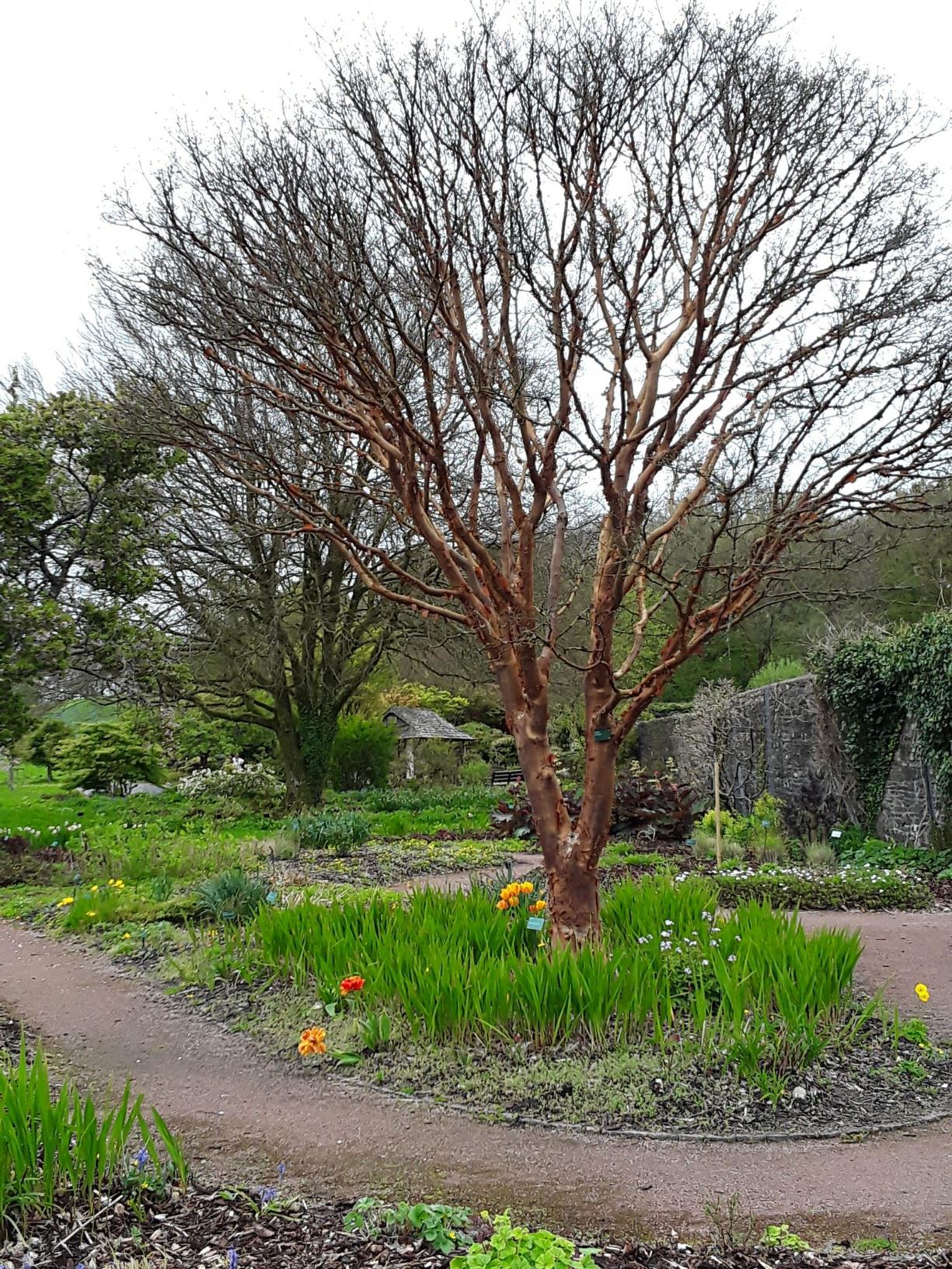 Acer griseum - masarnen, paperbark maple, Chinese paperbark maple ...
