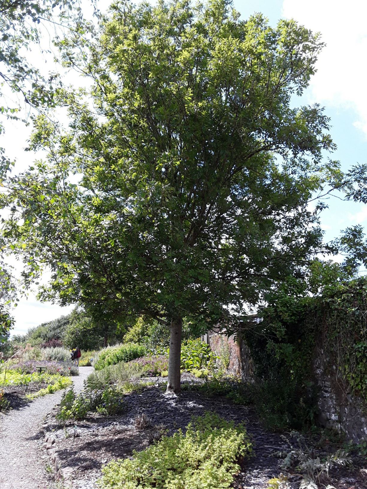 Fraxinus excelsior - onnen, common ash, European ash | National Botanic ...