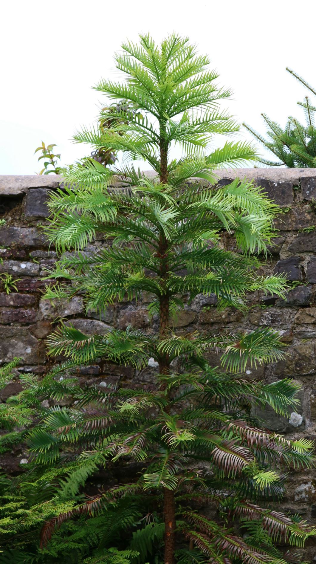 Wollemia nobilis - Wollemi pine | National Botanic Garden of Wales, United Kingdom
