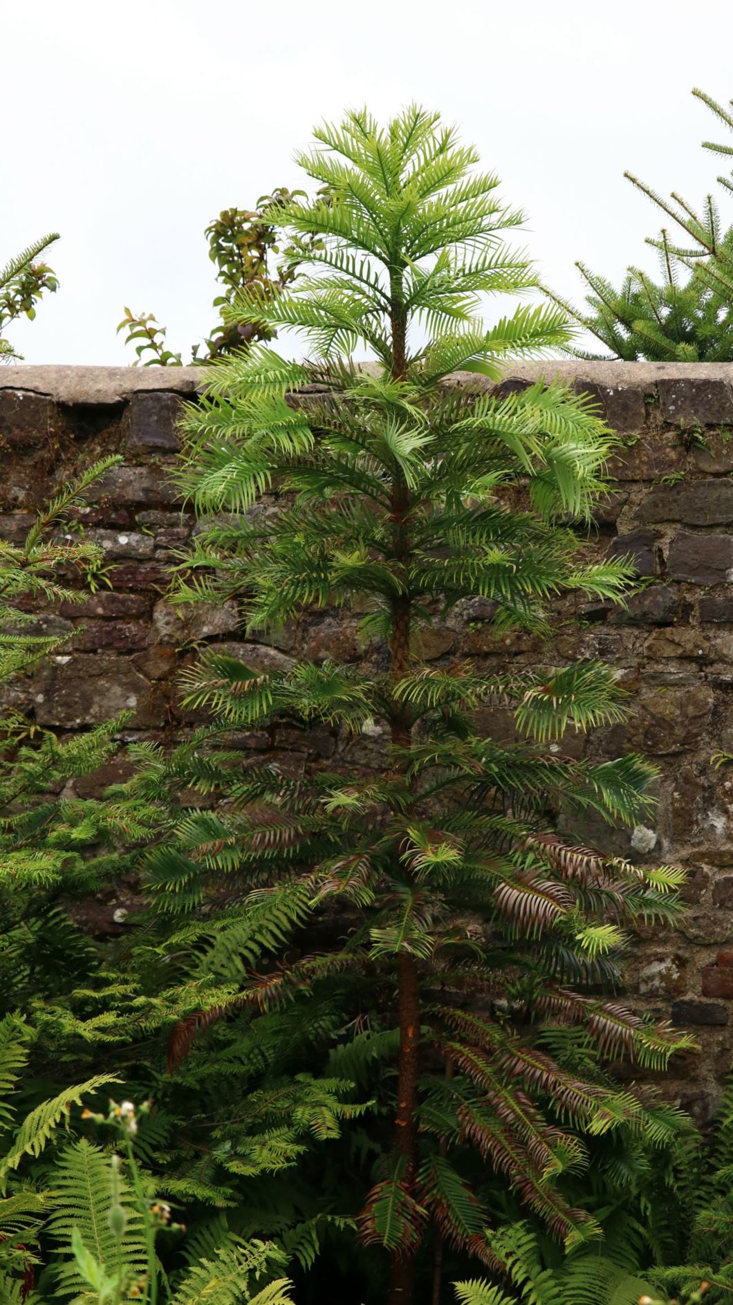 Wollemia nobilis - Wollemi pine | National Botanic Garden of Wales ...