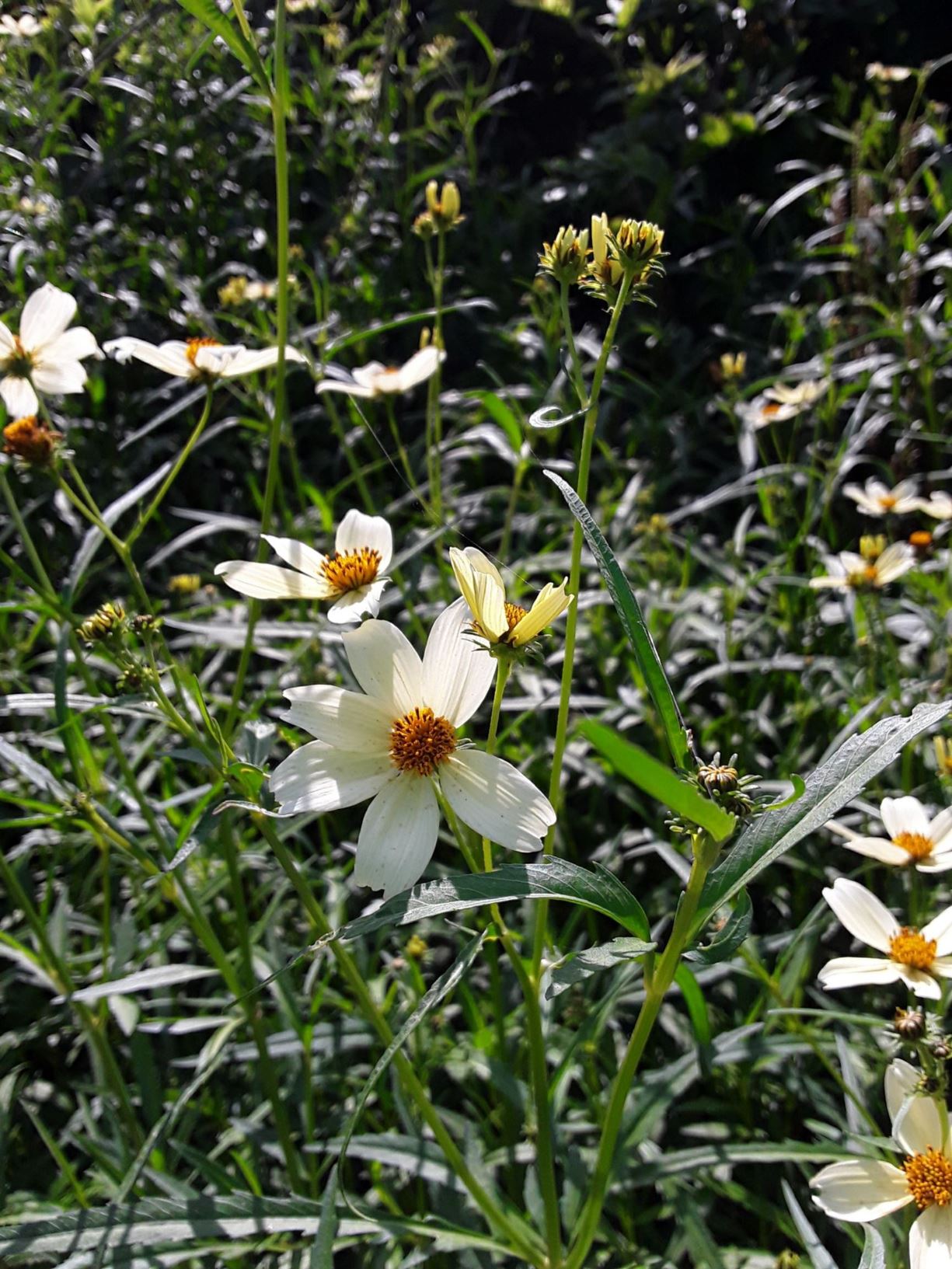 Bidens aurea - Arizona beggar's ticks | National Botanic Garden of ...