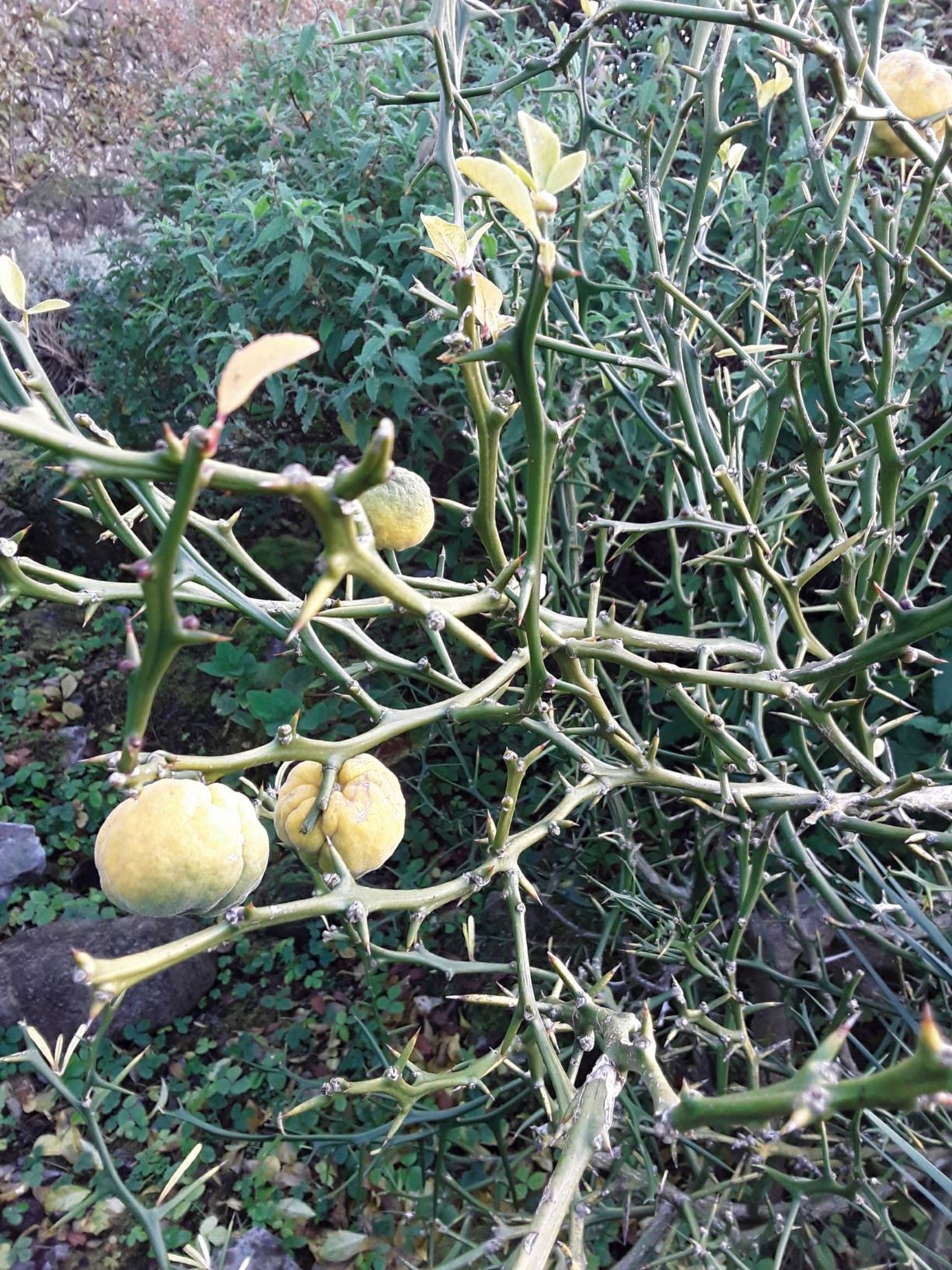 Citrus trifoliata - Japanese bitter orange, bitter orange, Chinese ...