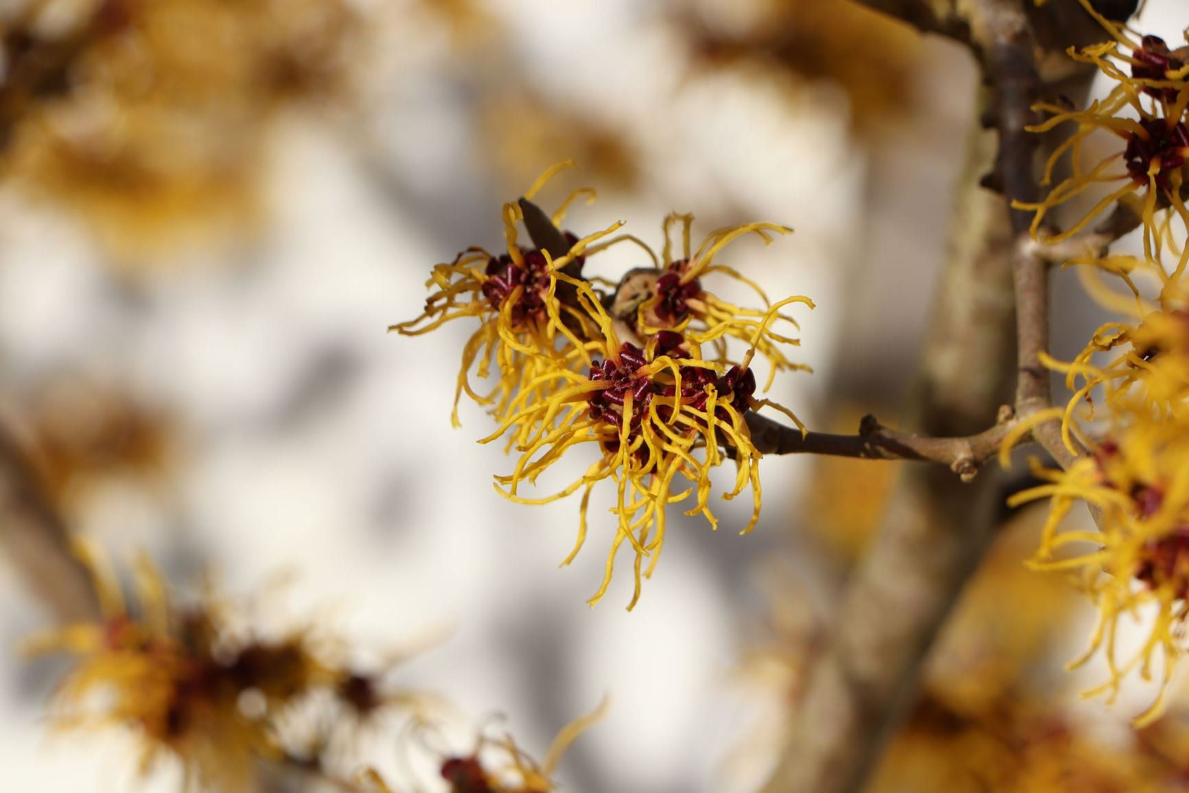 Hamamelis mollis - collen ystwyth Tsieineaidd, Chinese witch hazel ...