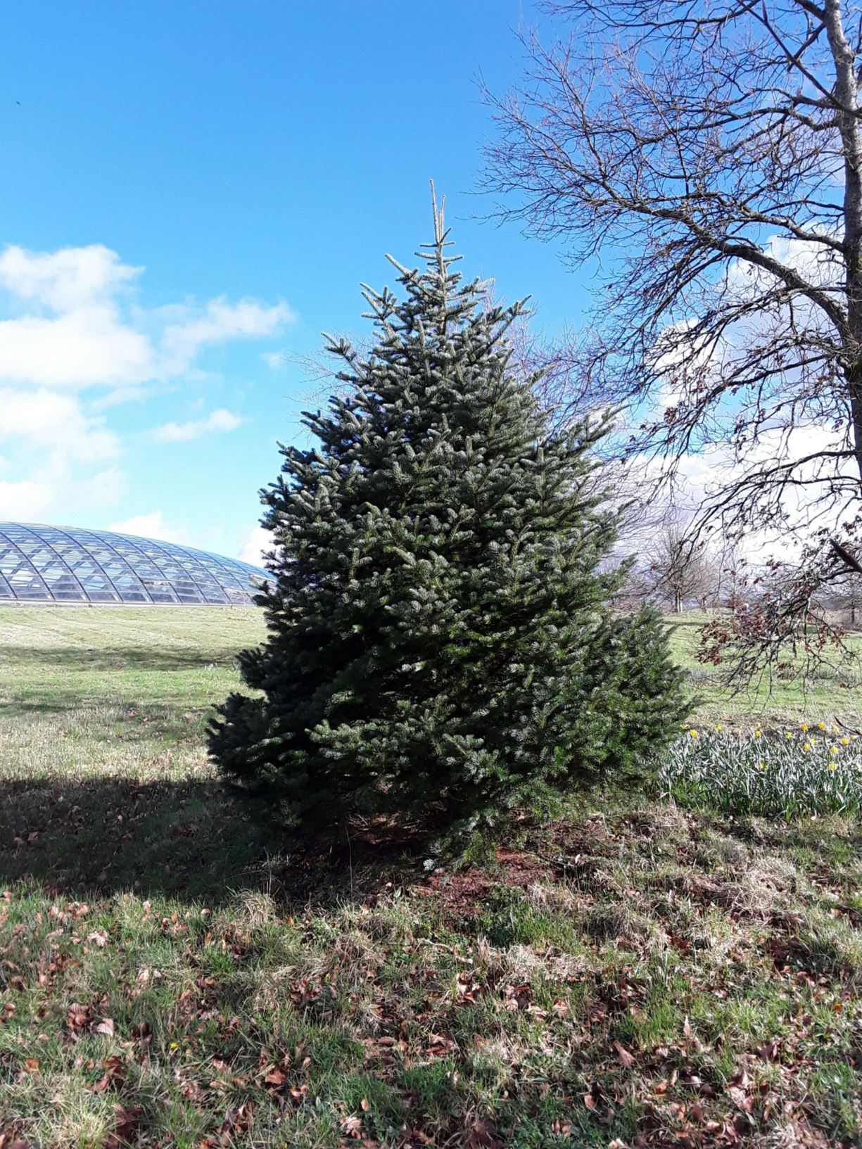 Abies lasiocarpa - alpine fir, subalpine fir | National Botanic Garden ...