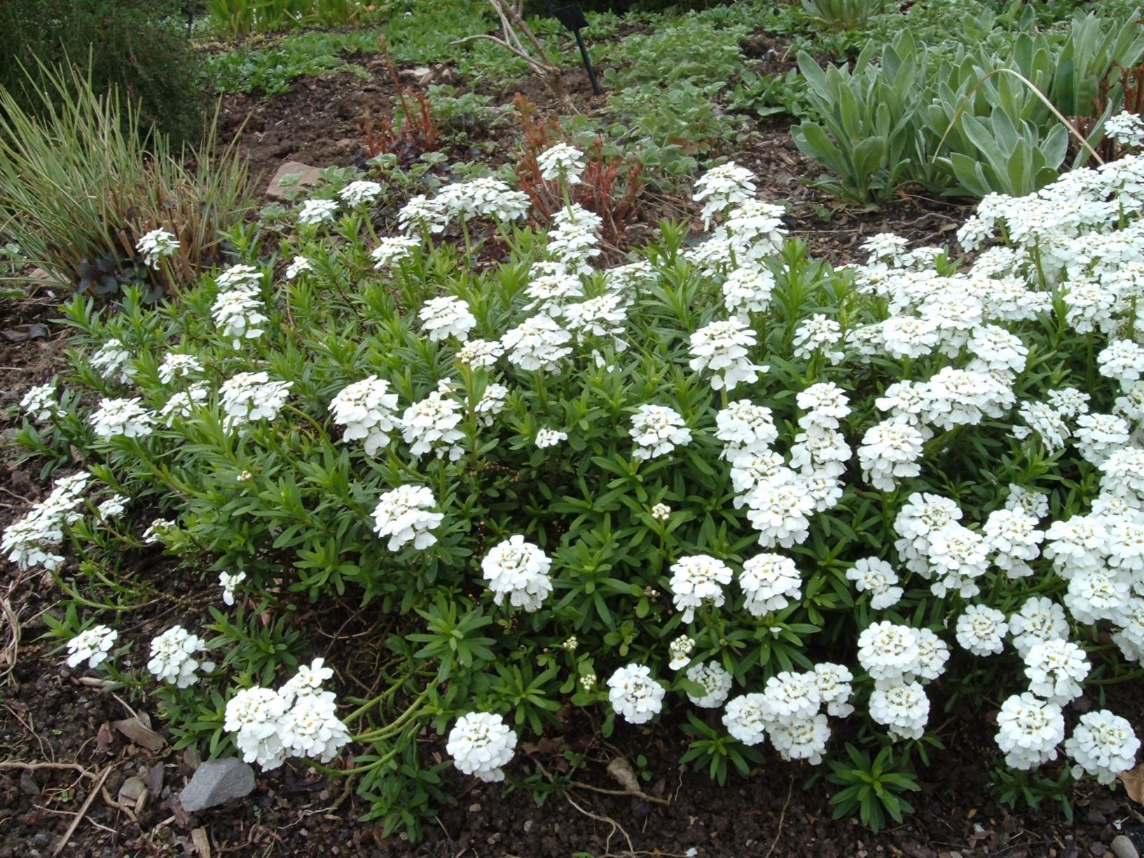 Iberis sempervirens 'Snowflake' - Candytuft | National Botanic Garden ...