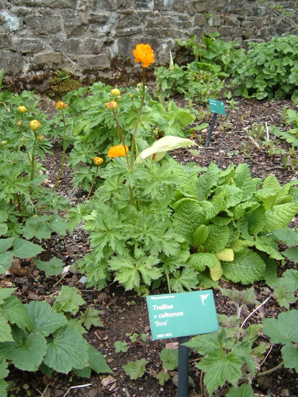Trollius × cultorum 'Etna' - cronnell, globeflower 'Etna' | National ...