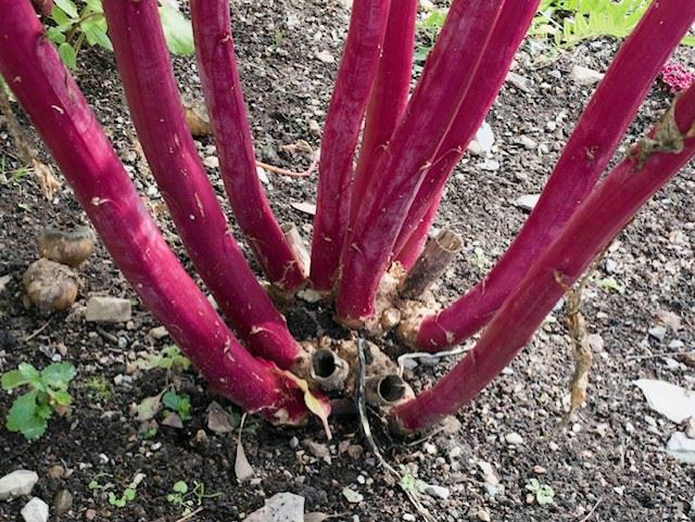 Phytolacca americana - American pokeweed, American nightshade, cancer ...