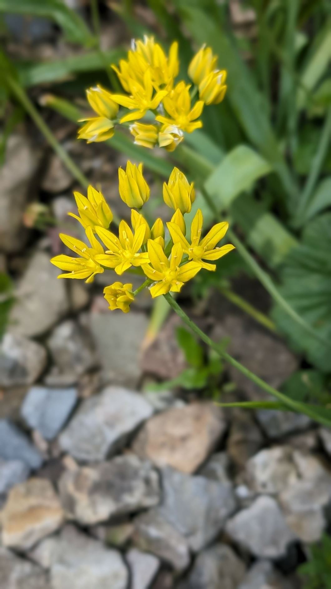Allium moly - garlleg melyn, yellow garlic, golden-flowered garlic ...