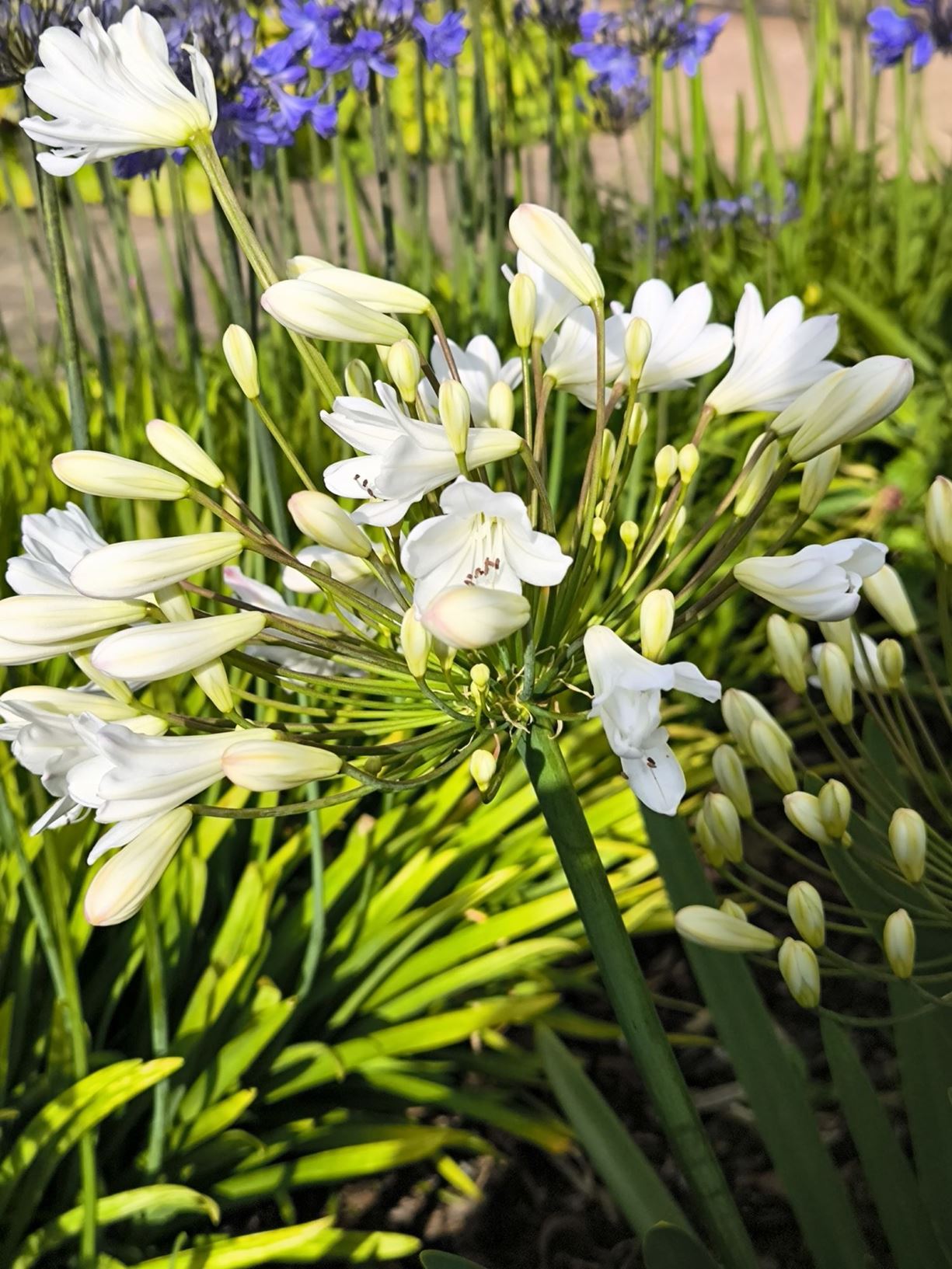 Agapanthus 'Arctic Star' - lili-Affrica, African lily 'Arctic Star ...