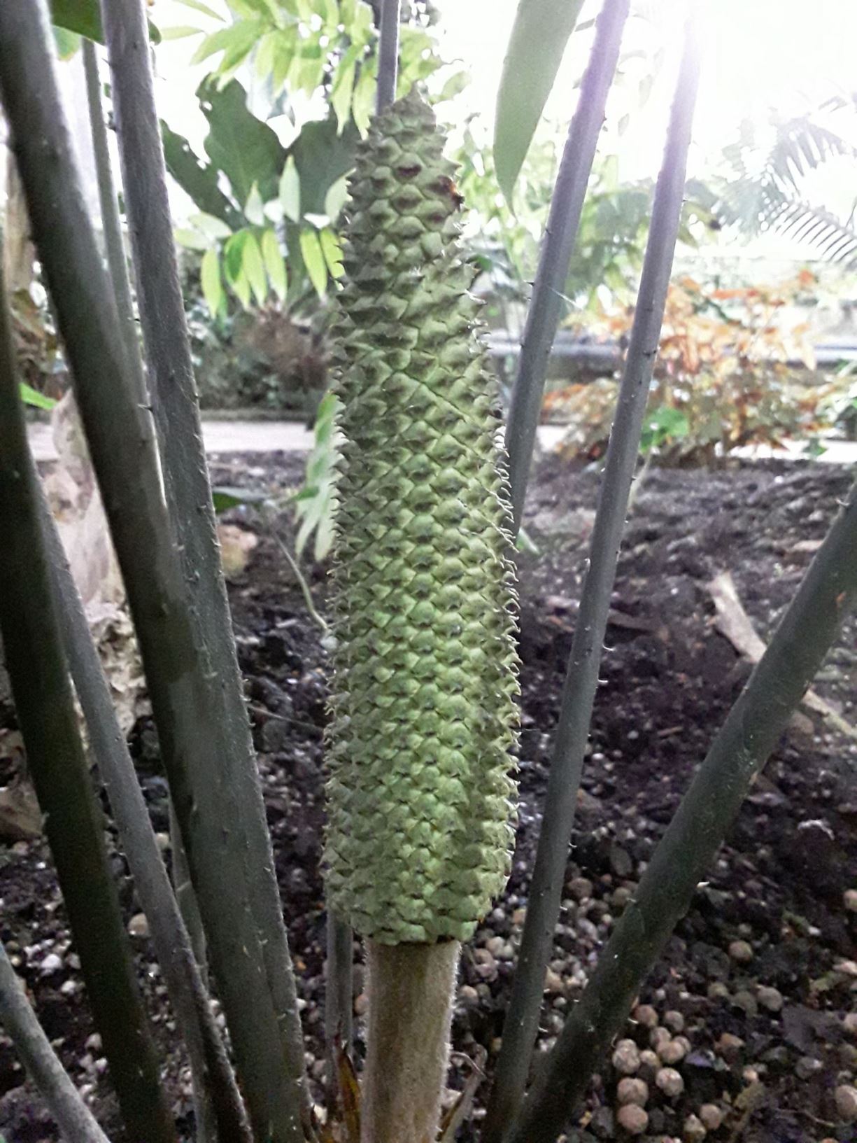 Ceratozamia hildae - bamboo cycad | National Botanic Garden of Wales ...