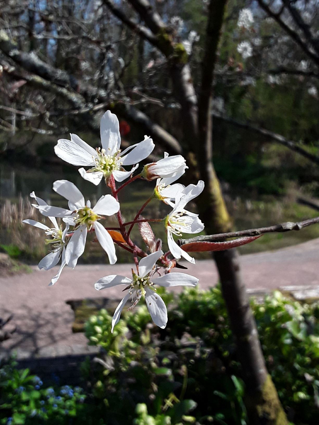 Amelanchier lamarckii - criafolen Mehefin, snowy mespilus, juneberry ...